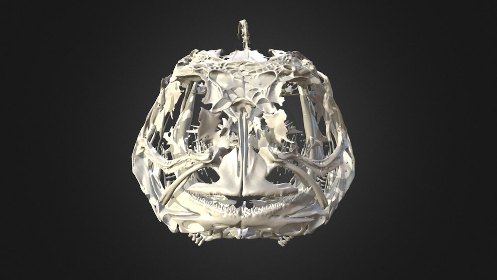 Lethotremus awae (ver.High resolution_Test) - 3D model by 3D Imaging ...
