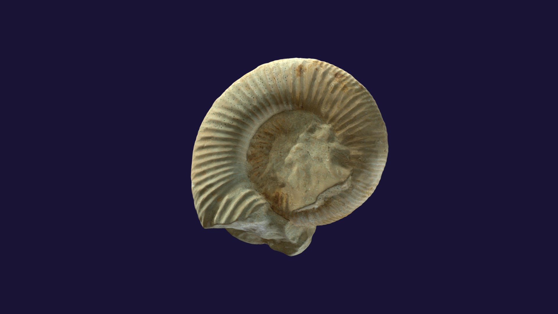 Lithacoceras ulmense - Download Free 3D model by Shellie Luallin ...