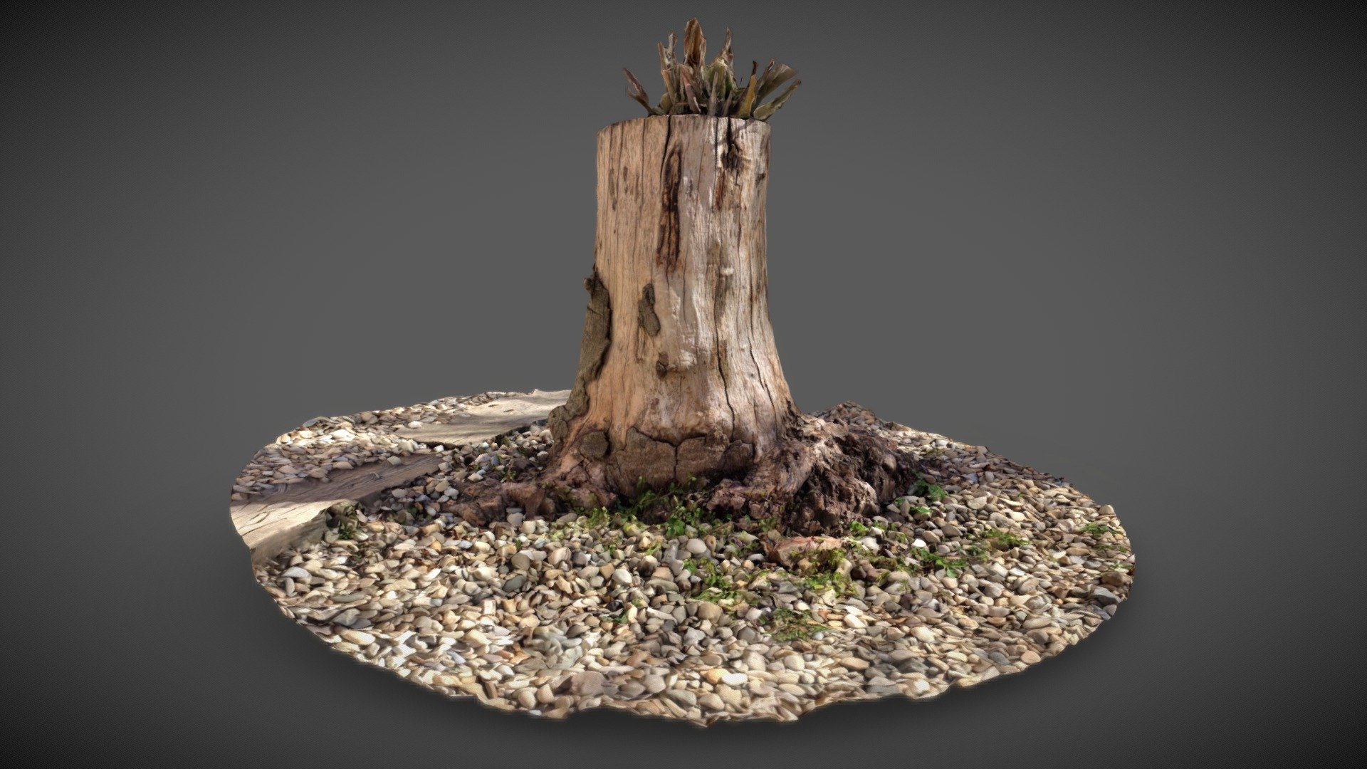 Tree stump with Aloe Vera, Sabadell, Catalunya - Download Free 3D model ...