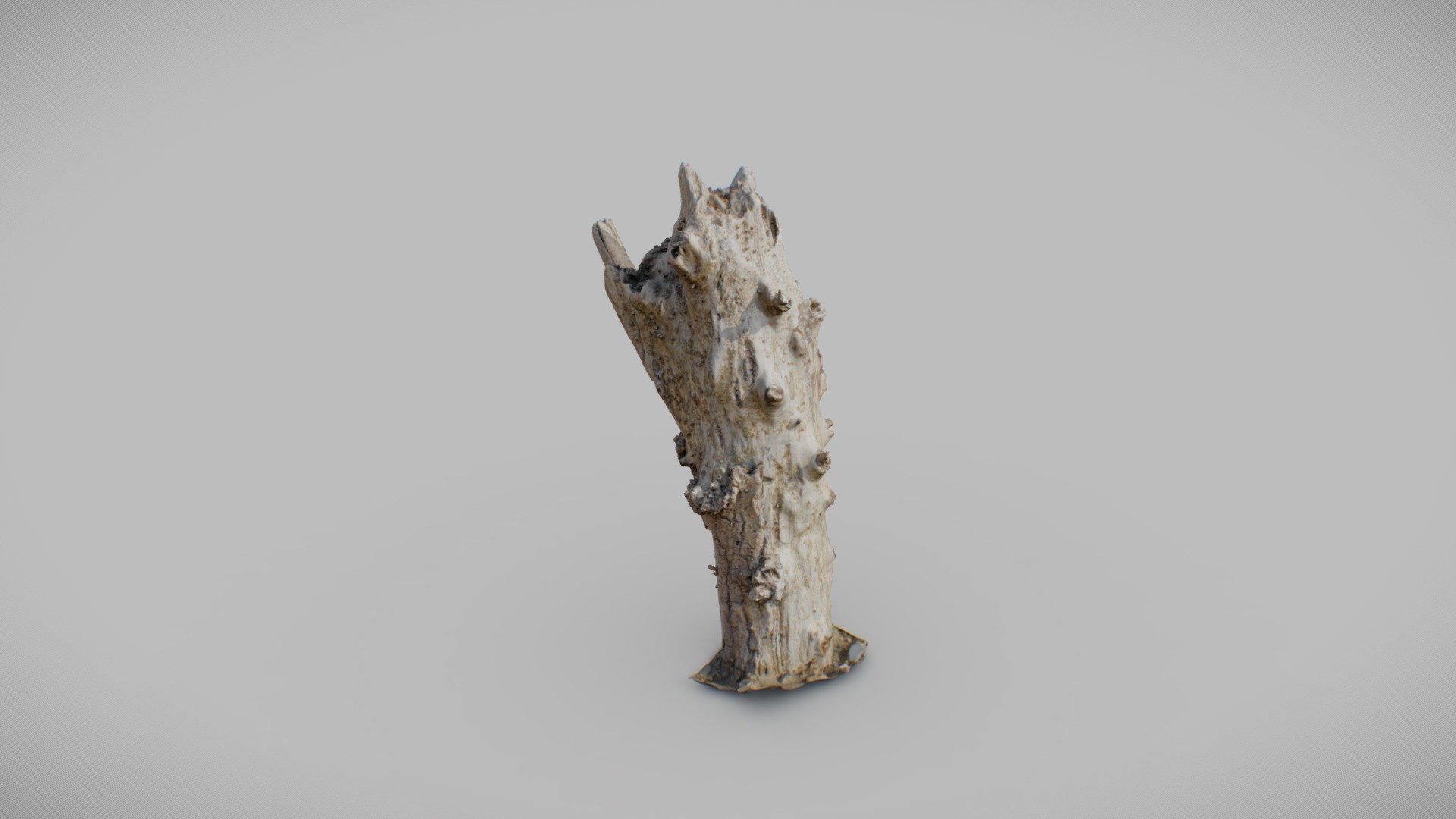 Tree Stump - 3D SCAN - Download Free 3D model by pascalwiemers [e4c8c51 ...