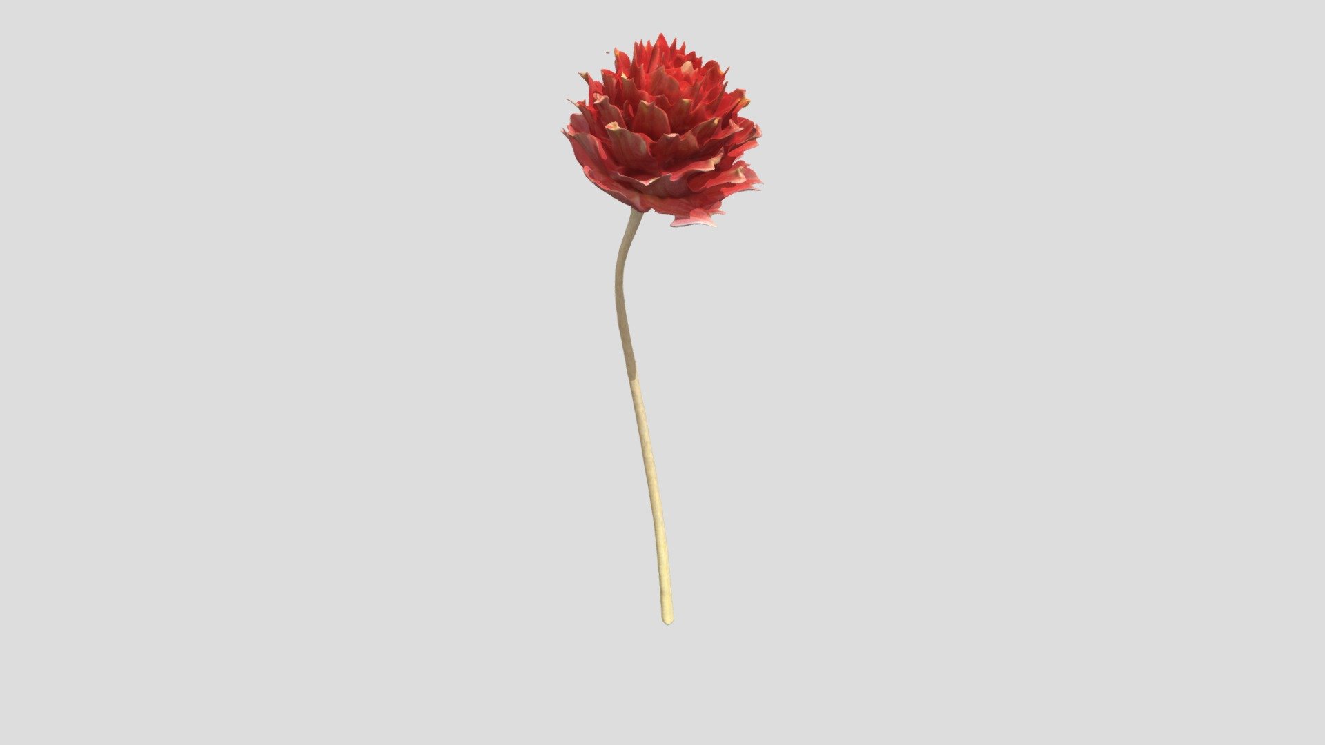 Dry flower - Download Free 3D model by Second Studio (@kayaaku ...
