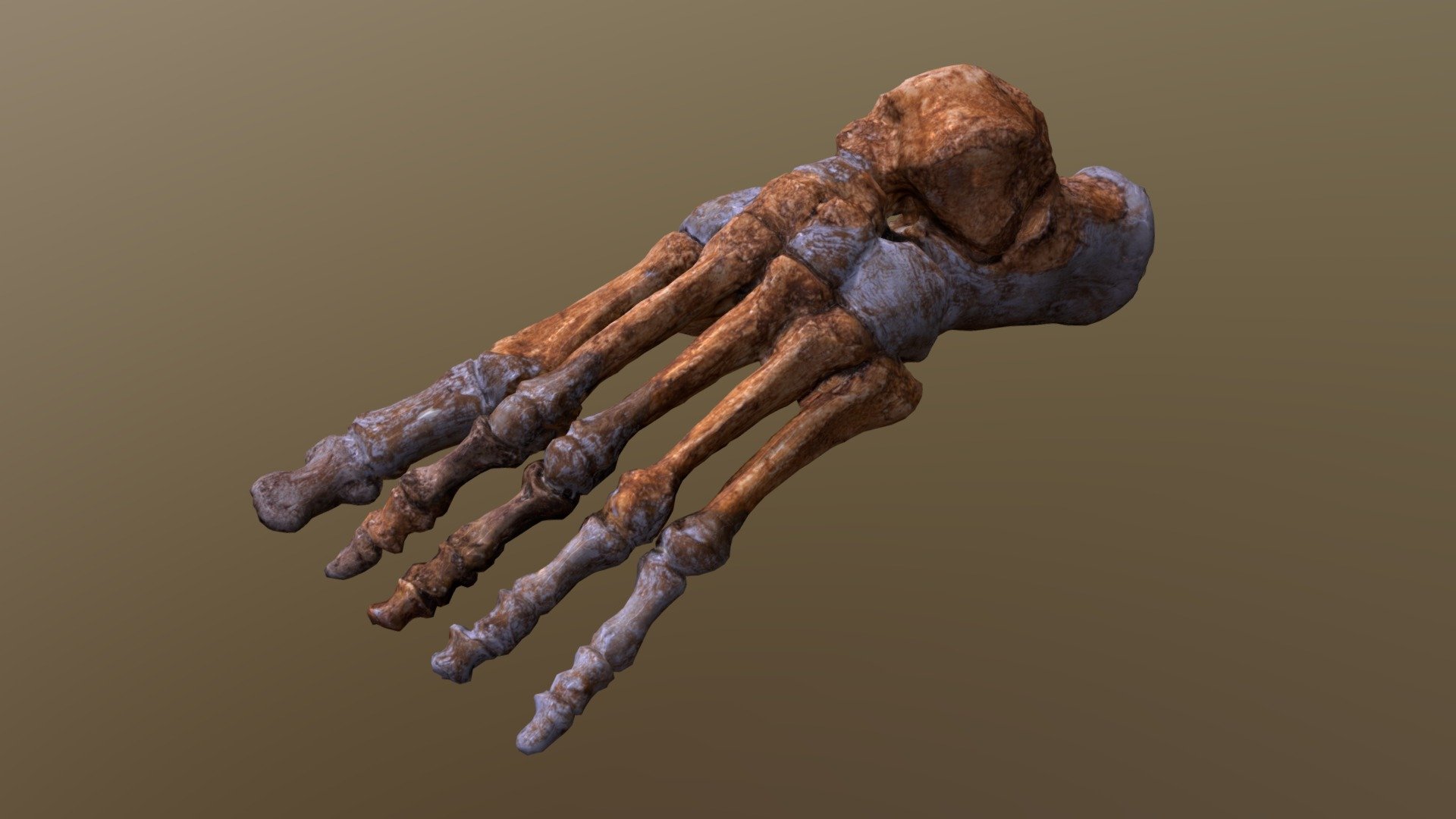 Neanderthal Foot - 3D model by Miguel Sanchez (@MiguelSanchez) [e4cc037 ...