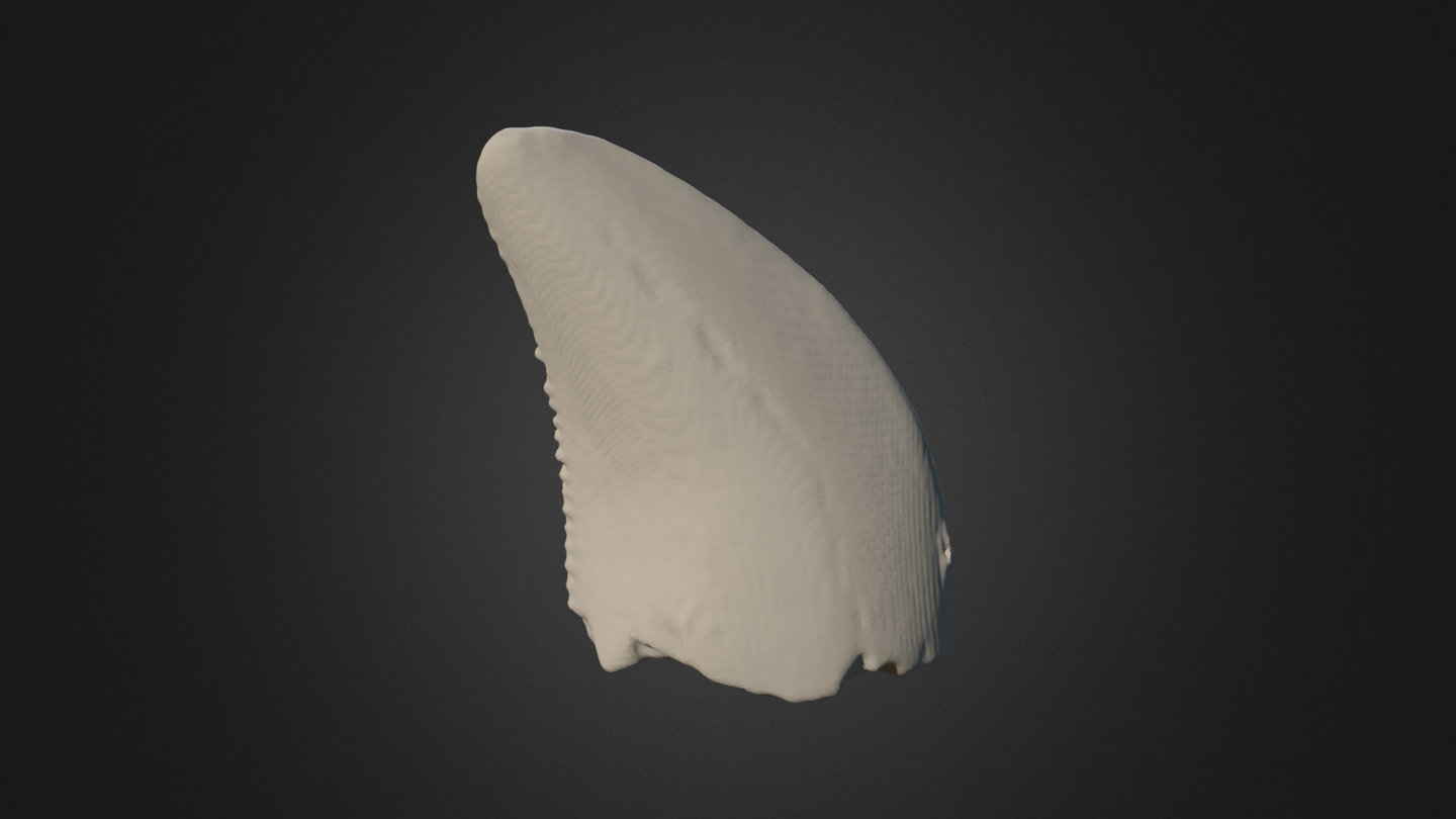 Troodontid? - 3D model by dinoleron [e4d19c8] - Sketchfab