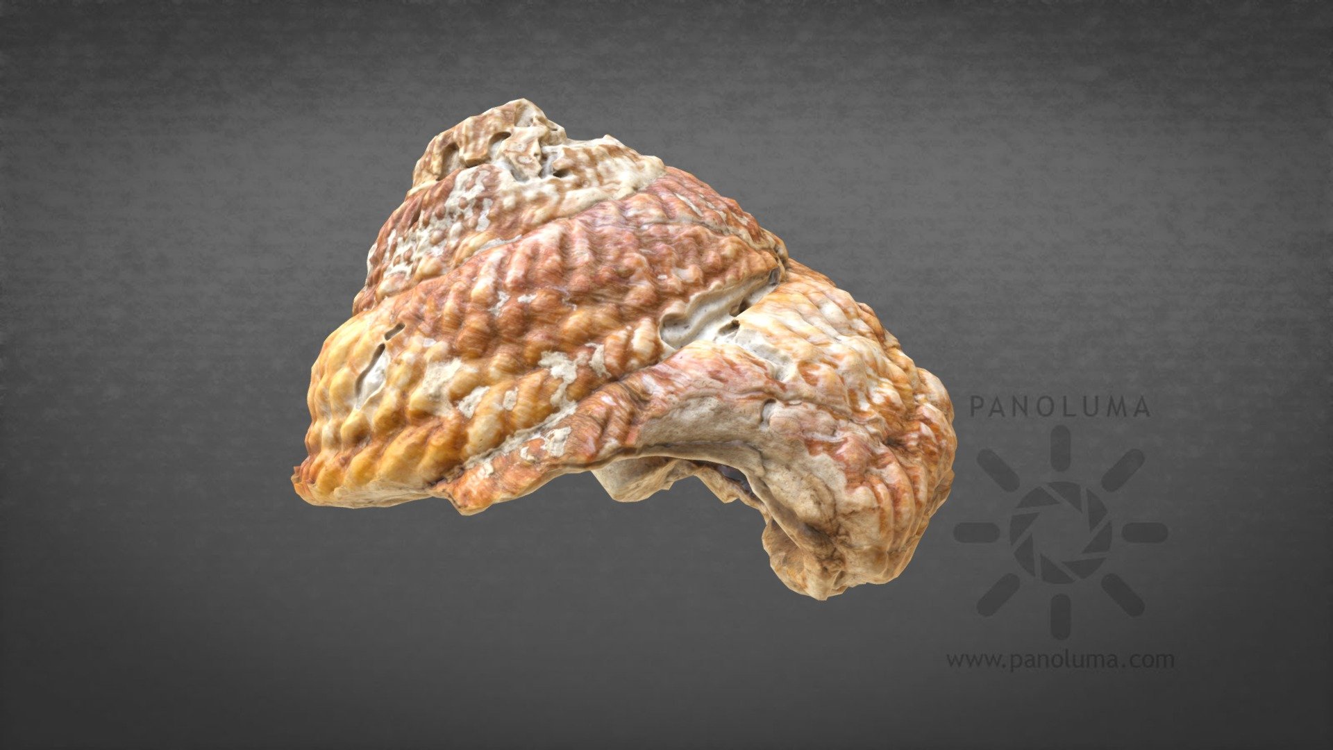 Seashell - Download Free 3D model by PANOLUMA [e4d2903] - Sketchfab