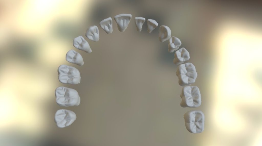 Adult Tooth Morphology - Download Free 3D model by ushefdentistry ...