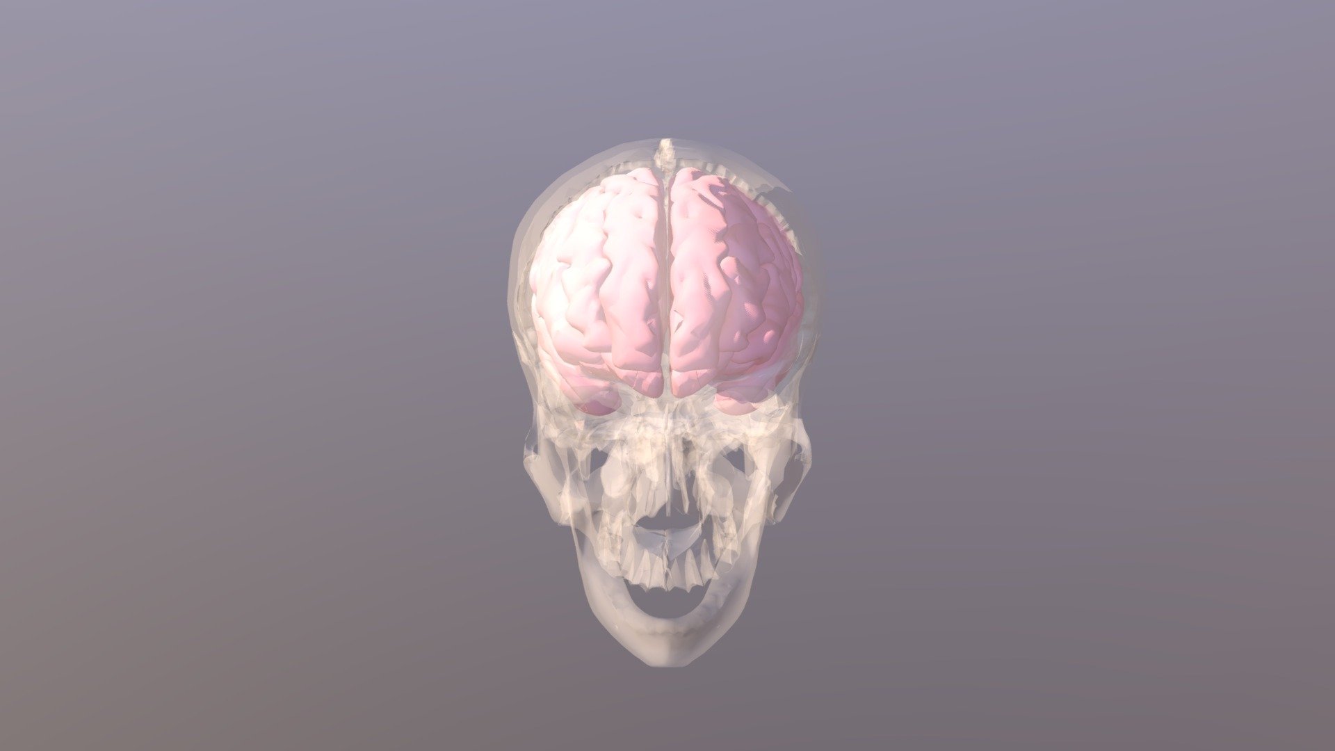 Skull Brain Model - 3D model by RCPSG Heritage (@rcpsgheritage ...