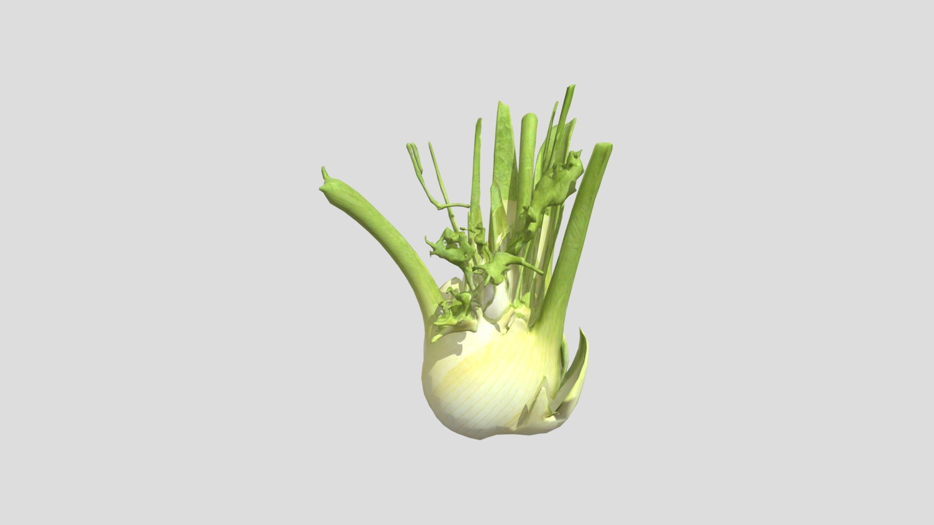 Fennel Bulb - 3D model by carlatapiador [e4dd30d] - Sketchfab