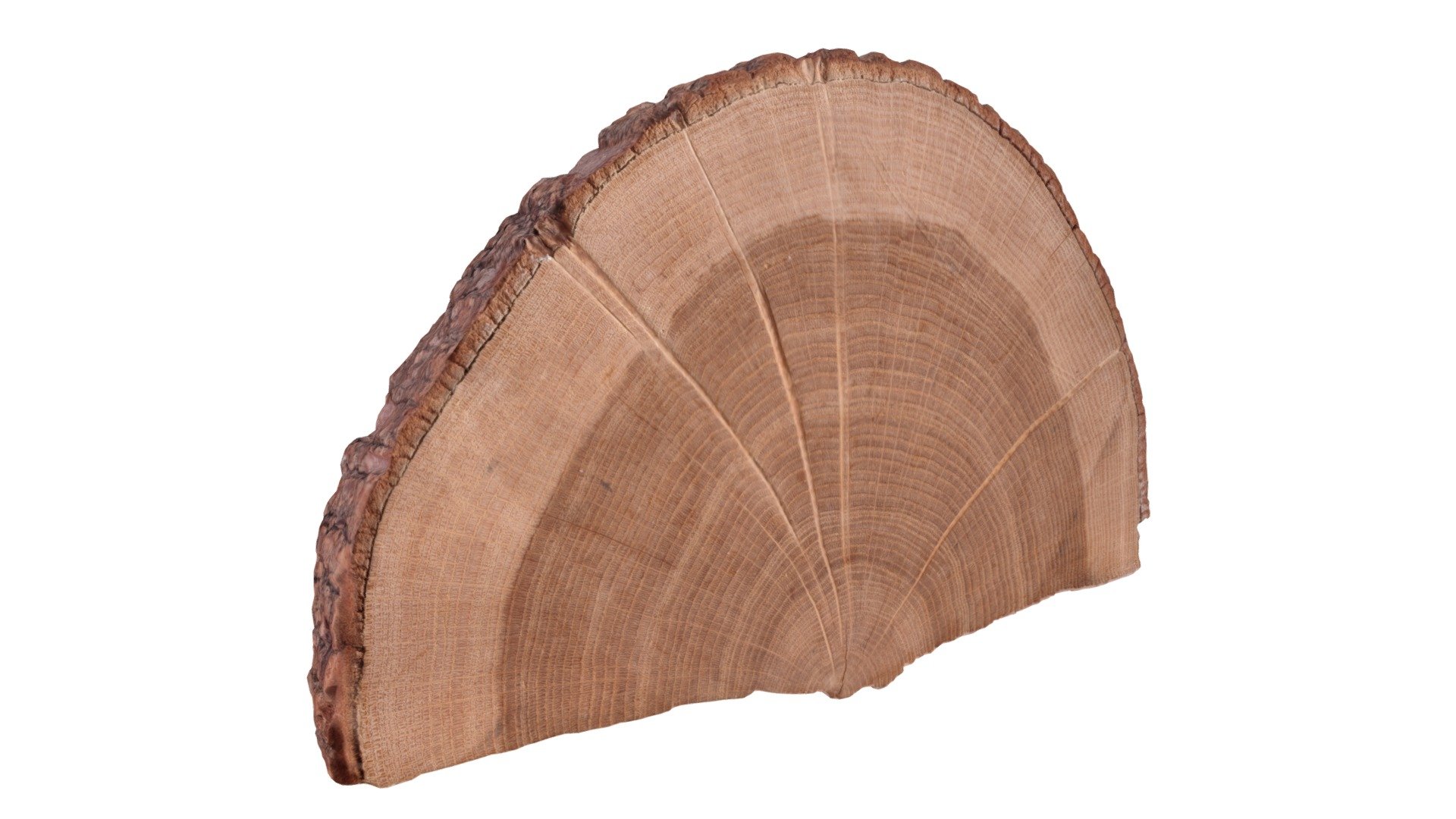 Picot dans du bois de Chêne - 3D model by Office National des Forêts ...