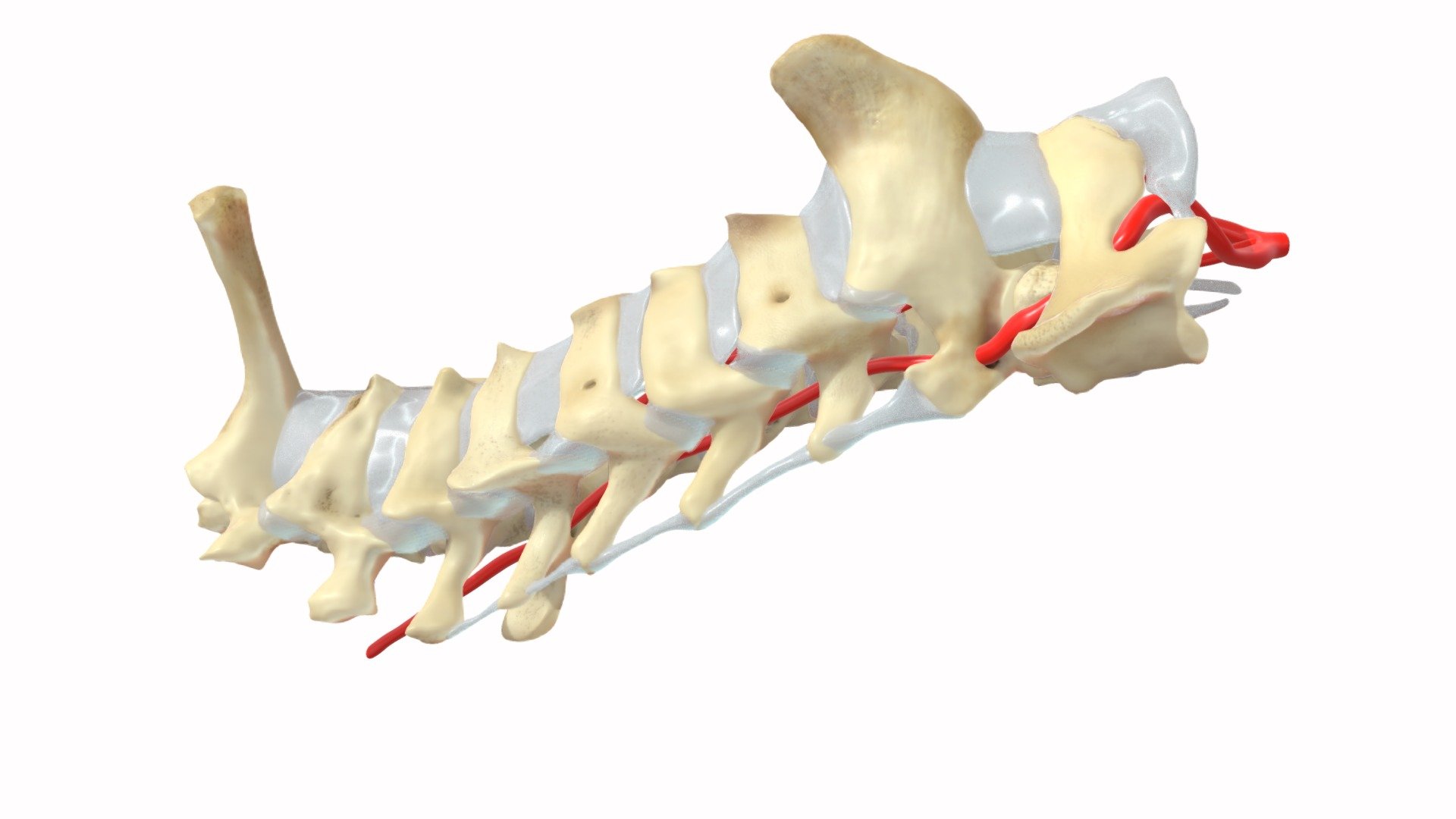 The vertebrae of the neck of Rattus norvegicus - 3D model by Mieke Roth ...