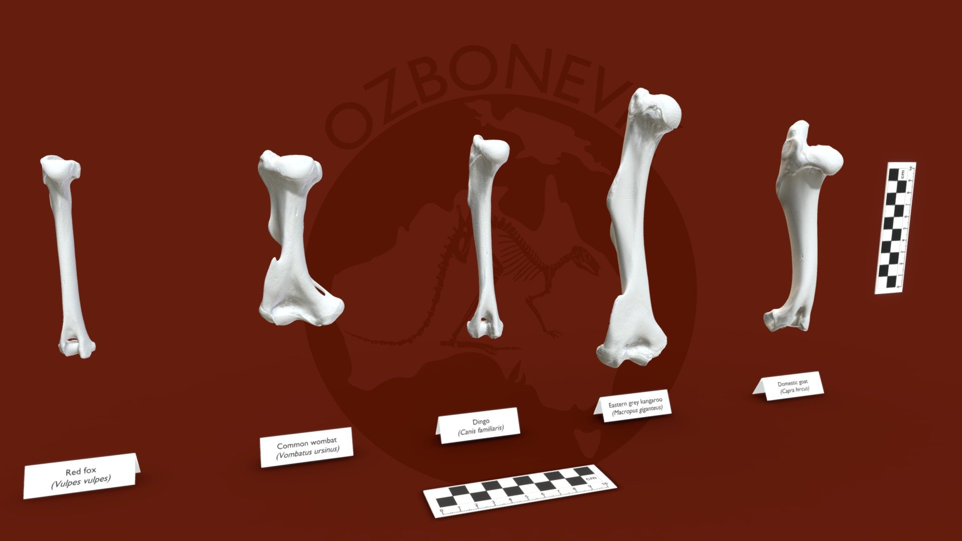 Medium mammal humeri - 3D model by Ozboneviz [e4def78] - Sketchfab