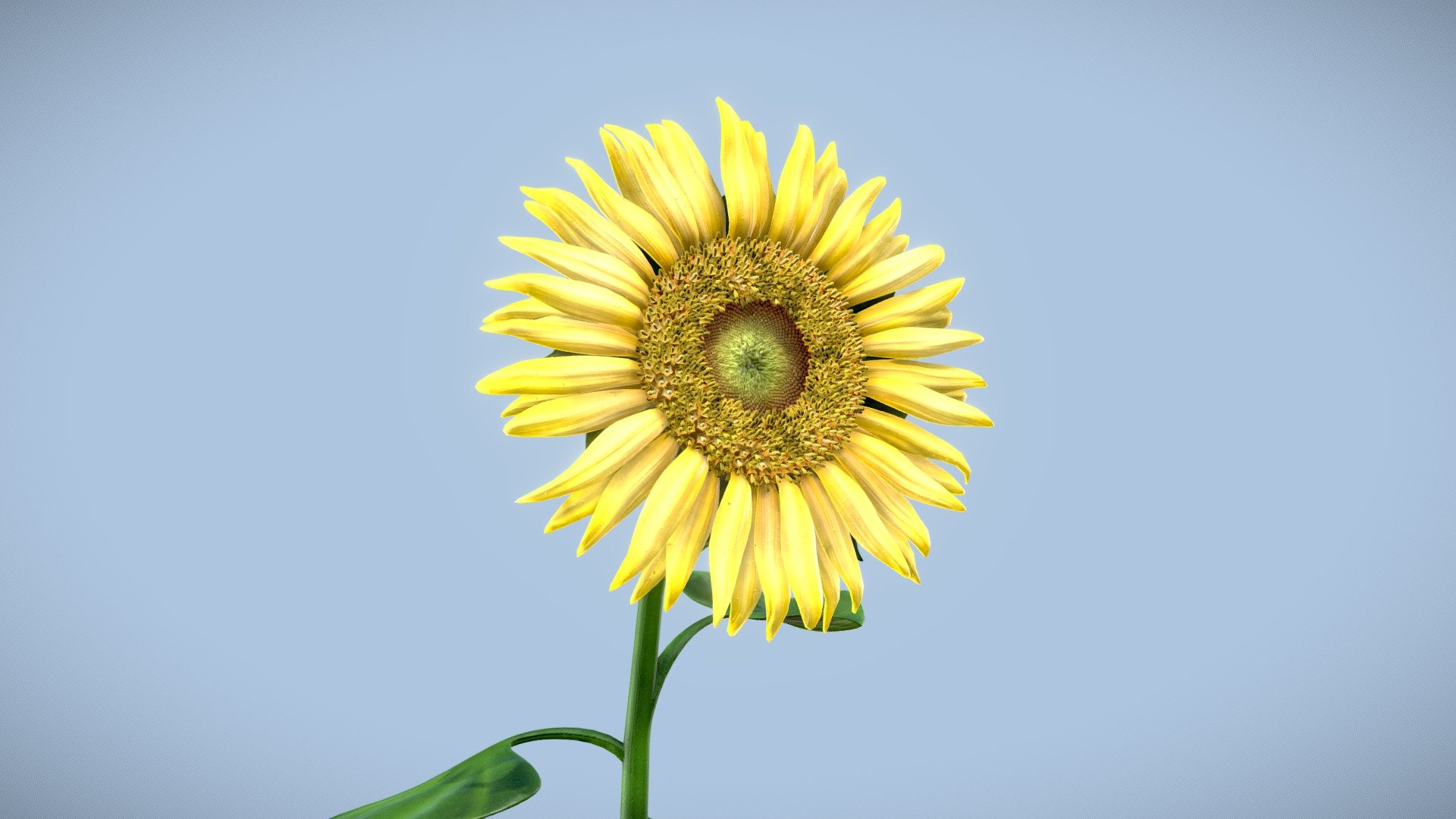 Sunflower - Buy Royalty Free 3D model by PBR3D [e4dff5b] - Sketchfab Store
