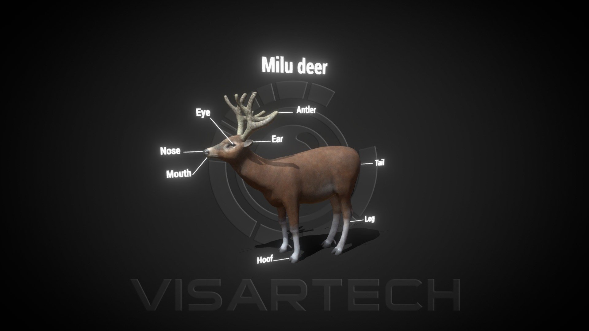 Milu Deer - 3D model by Visartech [e4e108e] - Sketchfab
