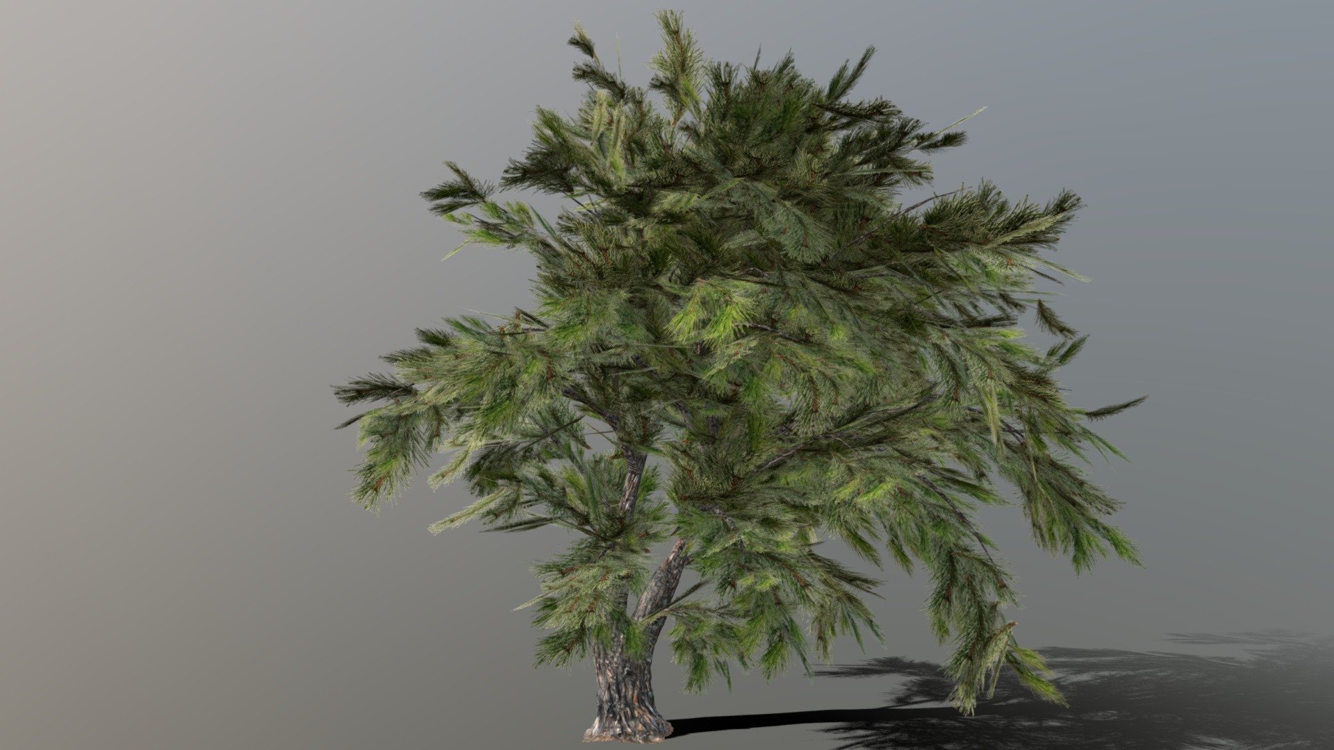 Rigged, Animated Cinematic Quality Tree 2 - Download Free 3D model by ...