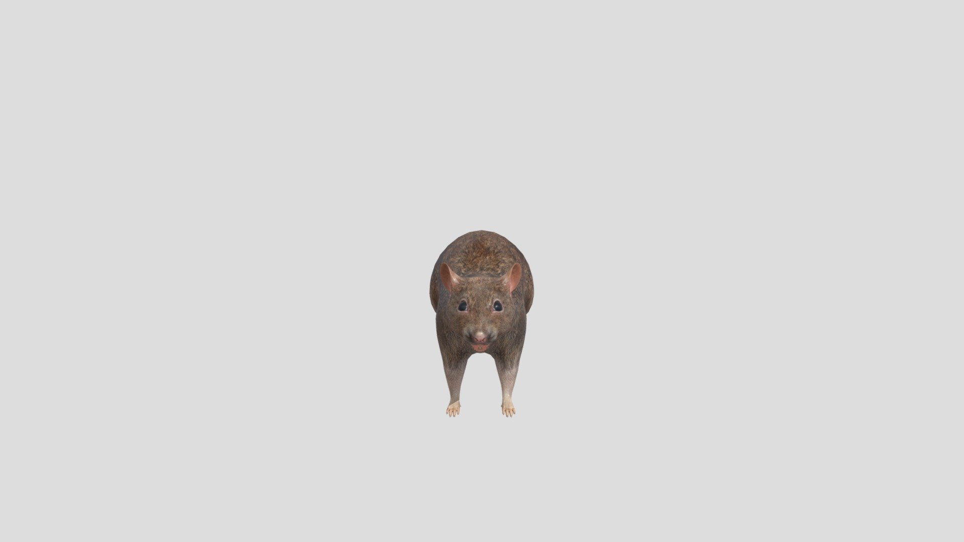 lowpoly rat - Download Free 3D model by fabiotambone [e4ea6c1] - Sketchfab