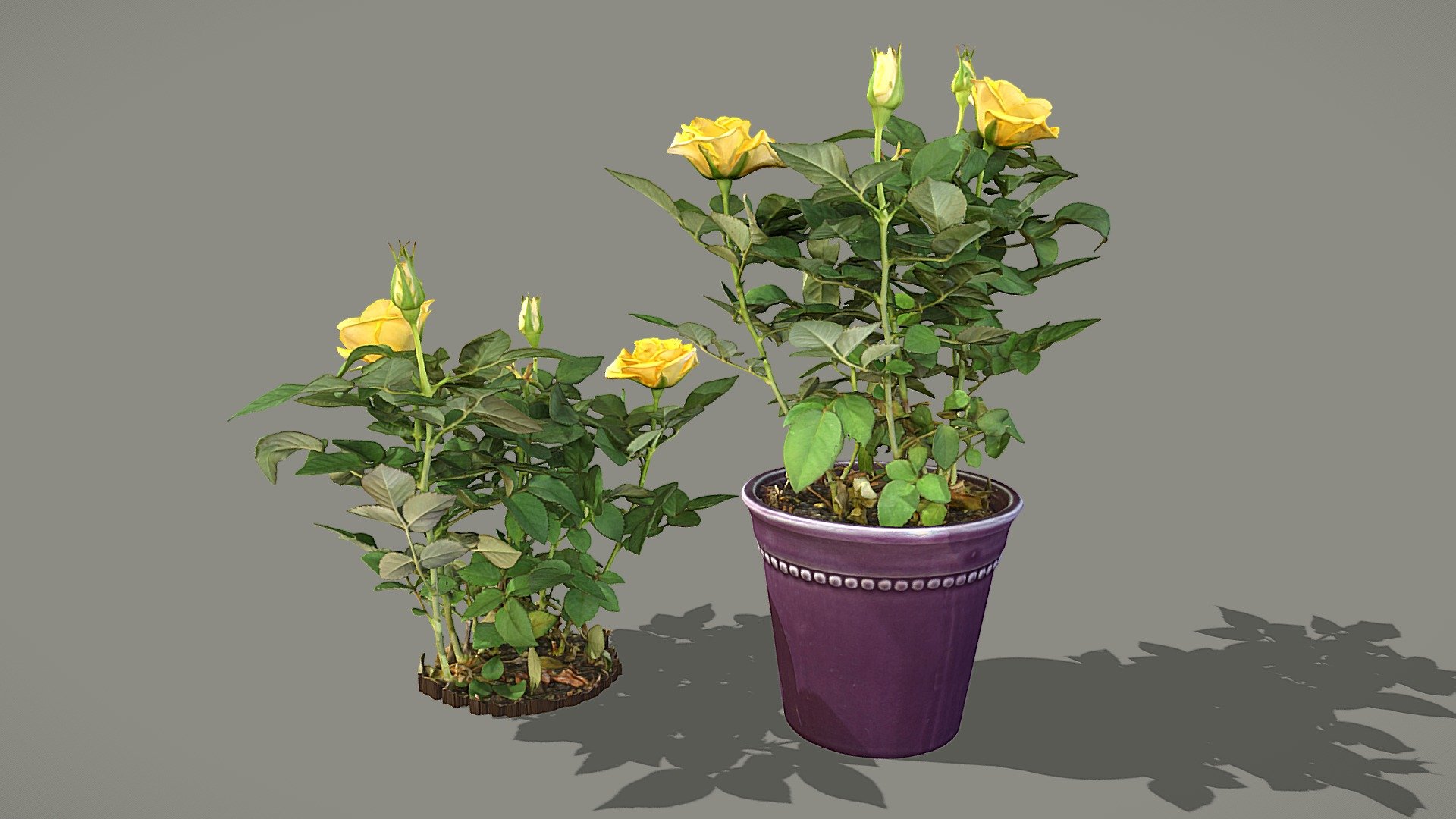 Yellow rose - Buy Royalty Free 3D model by Lassi Kaukonen (@thesidekick) [e4f4492] - Sketchfab Store