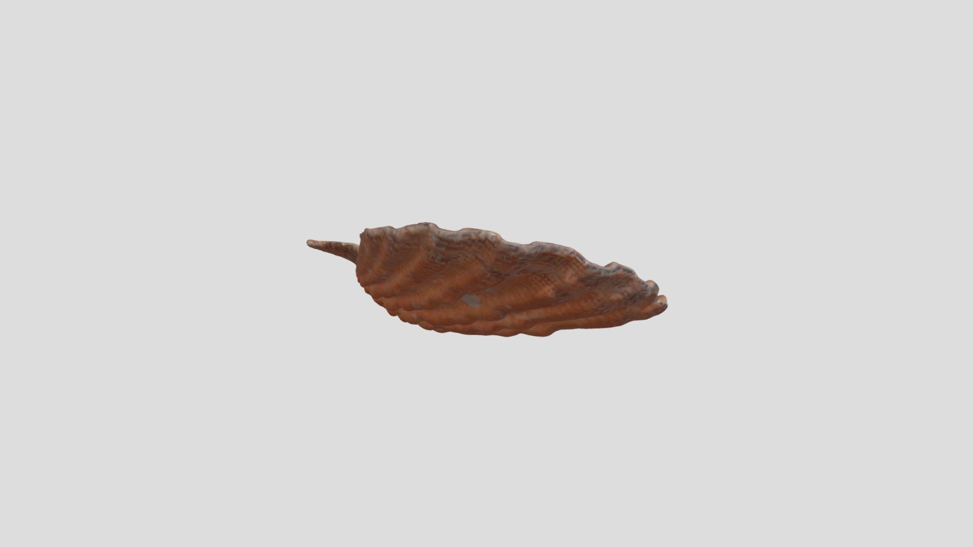 Scallop Shell - 3D model by tspattison [e4f5dec] - Sketchfab