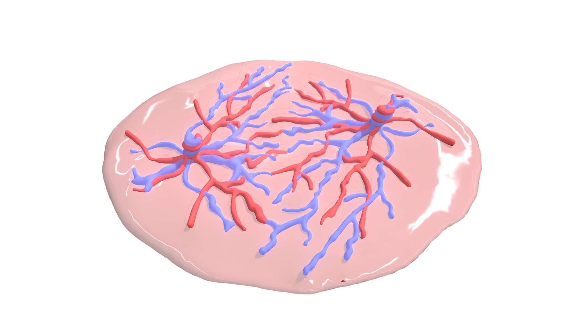 Monochorionic Twin Placenta - 3D model by tnisi6789 [e4f64b6] - Sketchfab