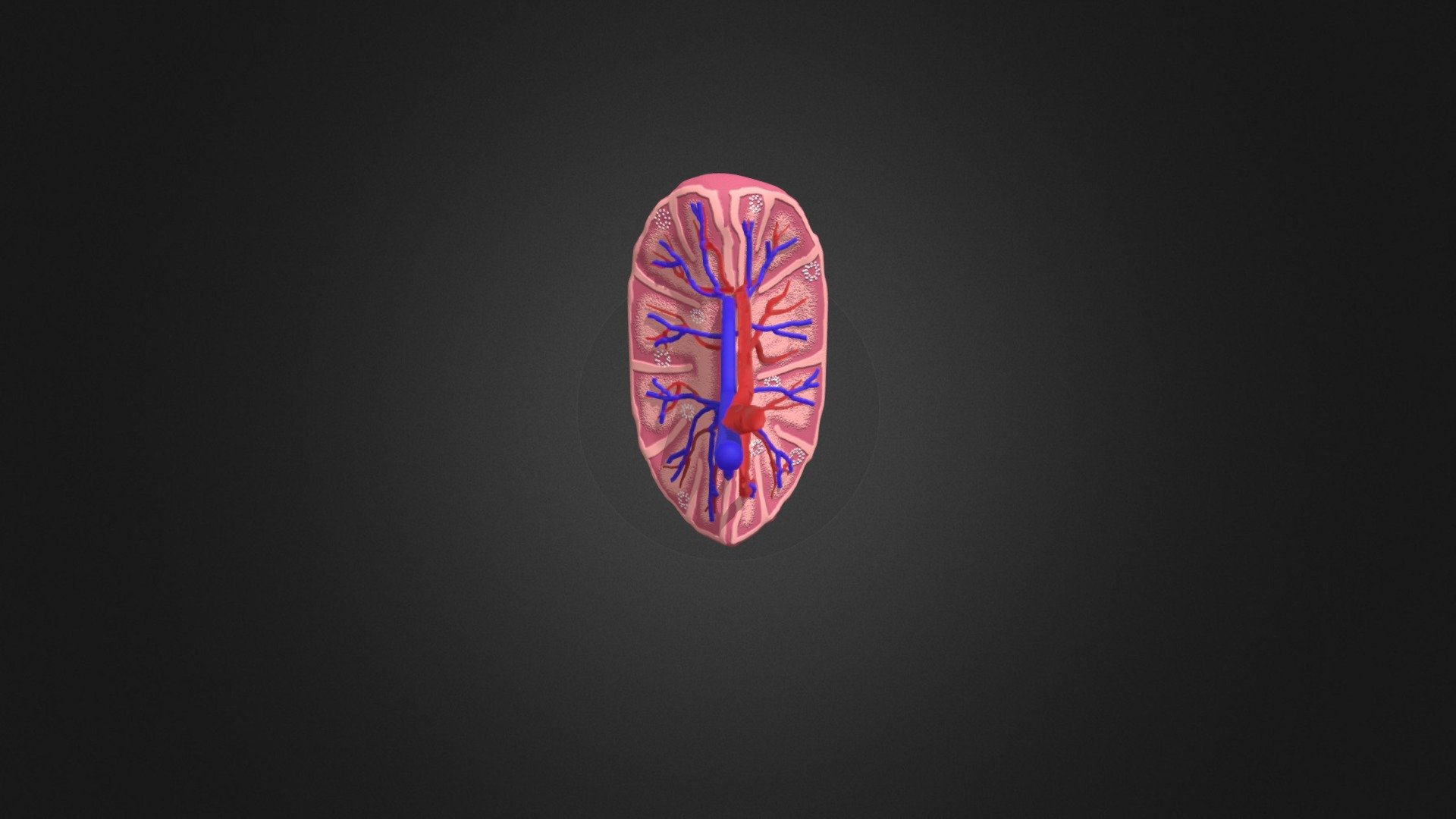 Spleen Model - Download Free 3D model by iqcenter [e4f9d34] - Sketchfab