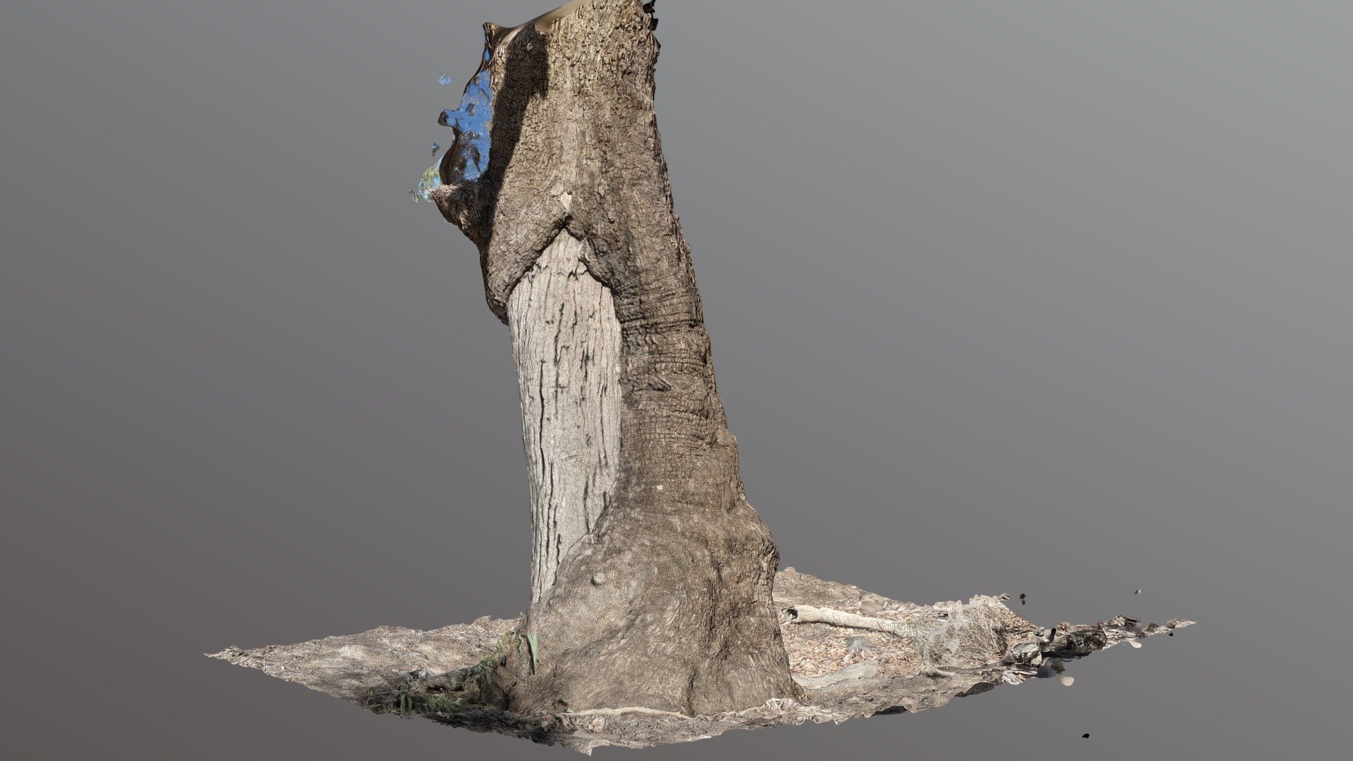 Scarred Tree - 3D model by Michael Curry (@mcurry) [e4febc2] - Sketchfab
