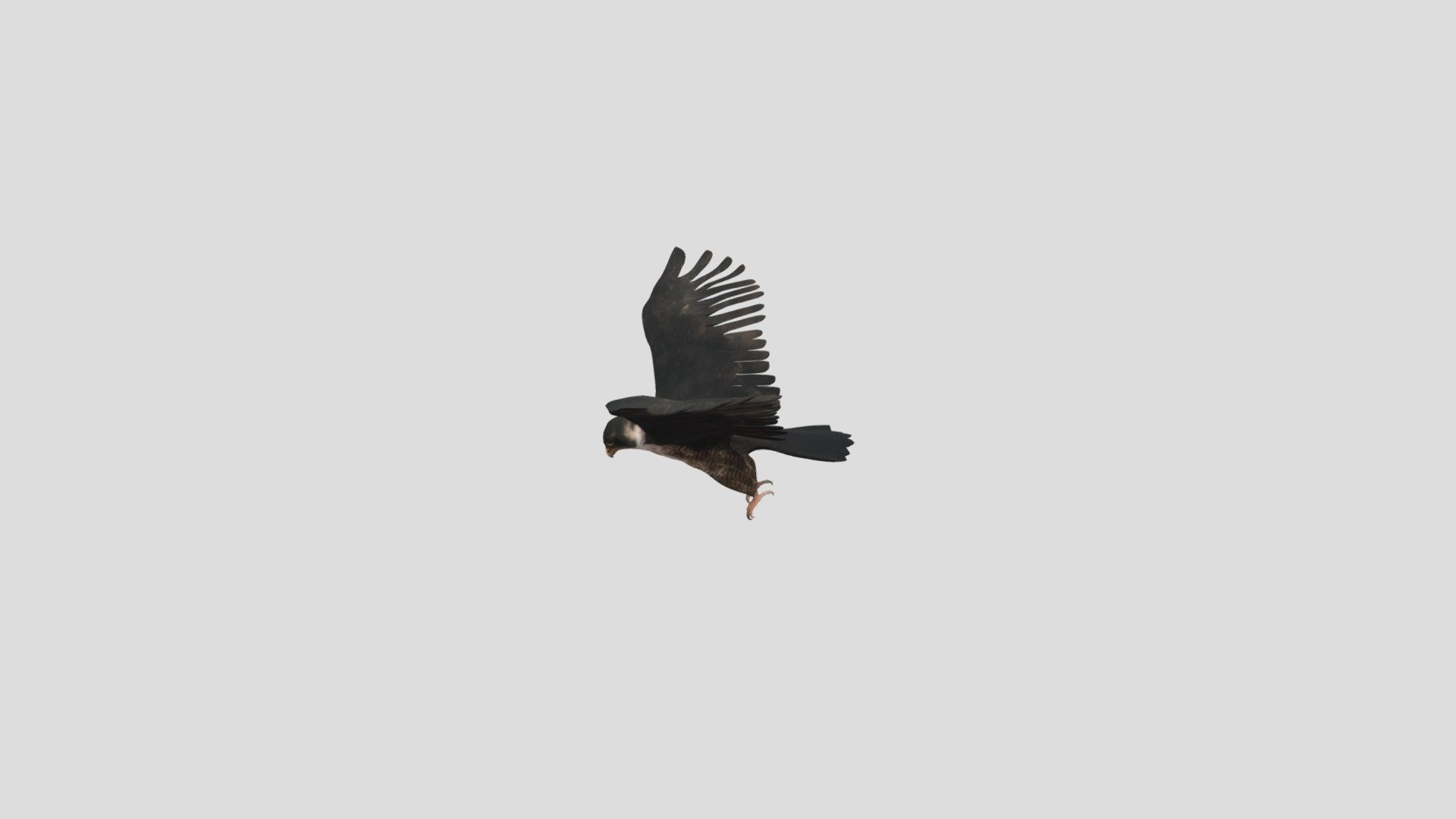 Falcon Flying - Download Free 3D model by 69.ash.lucas.69 [e50081a ...