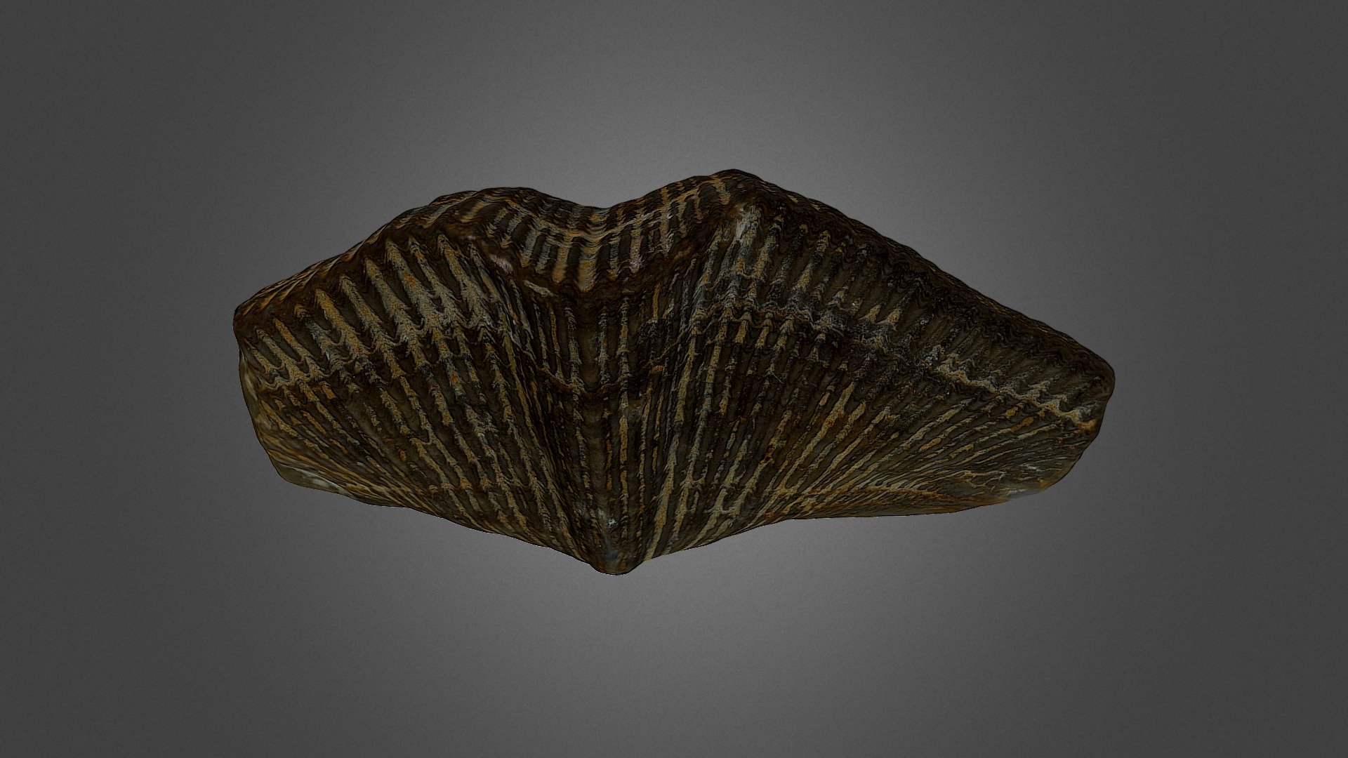 Spirifer sp. - 3D model by paleontologiaudec [e5016ea] - Sketchfab