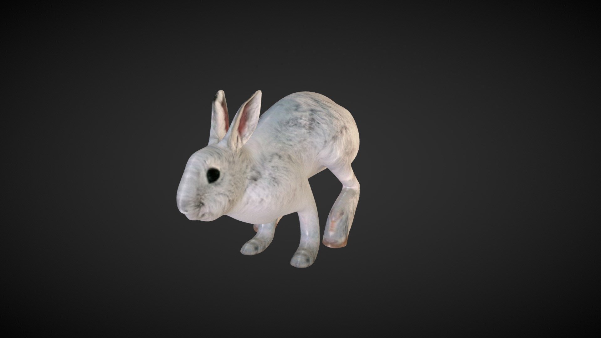 White hare - 3D model by Happy27 [e503e25] - Sketchfab