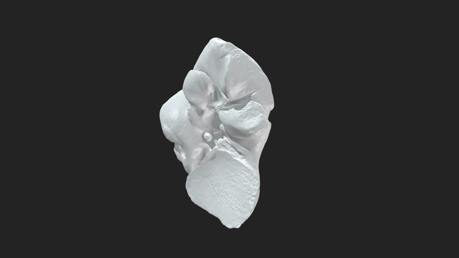 Tasmacetus shepherdi_USNM484878_pe - 3D model by Gunma Museum of ...