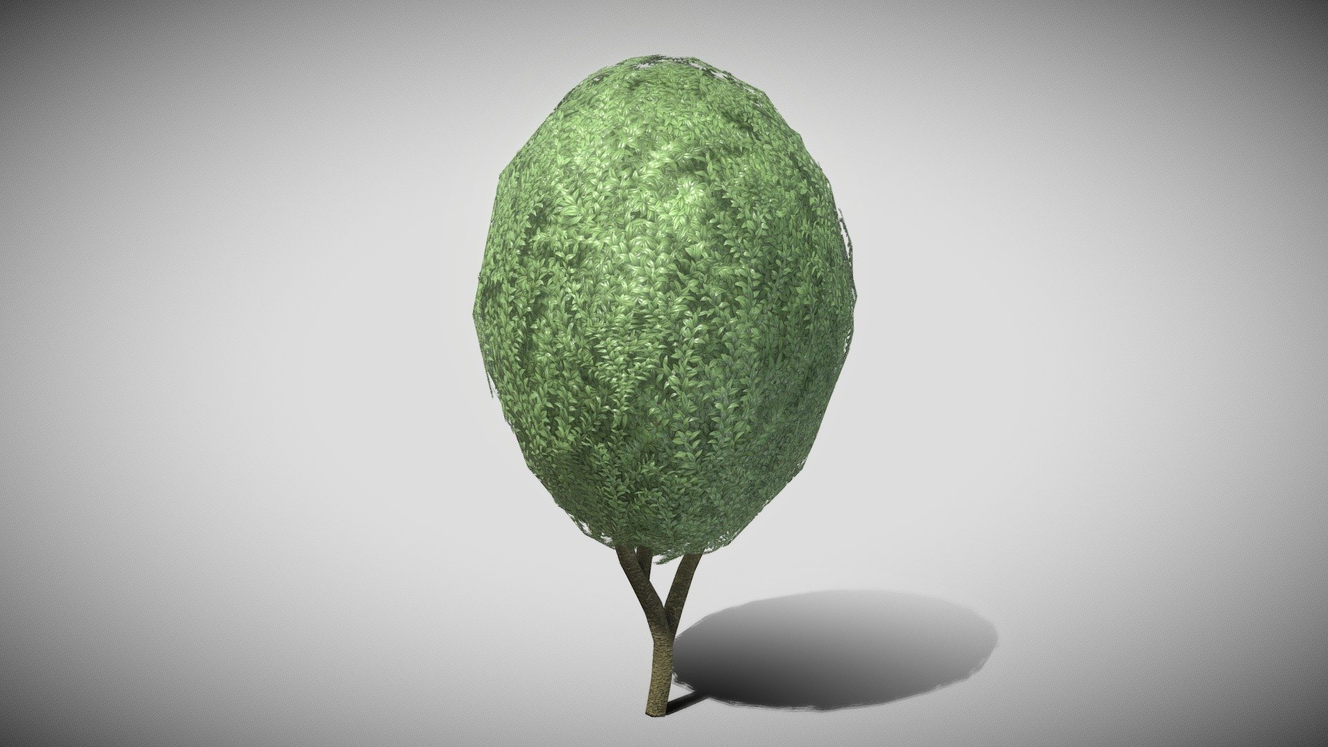 Boxwood Tree Version 3 - Buy Royalty Free 3D model by VIS-All-3D (@VIS ...