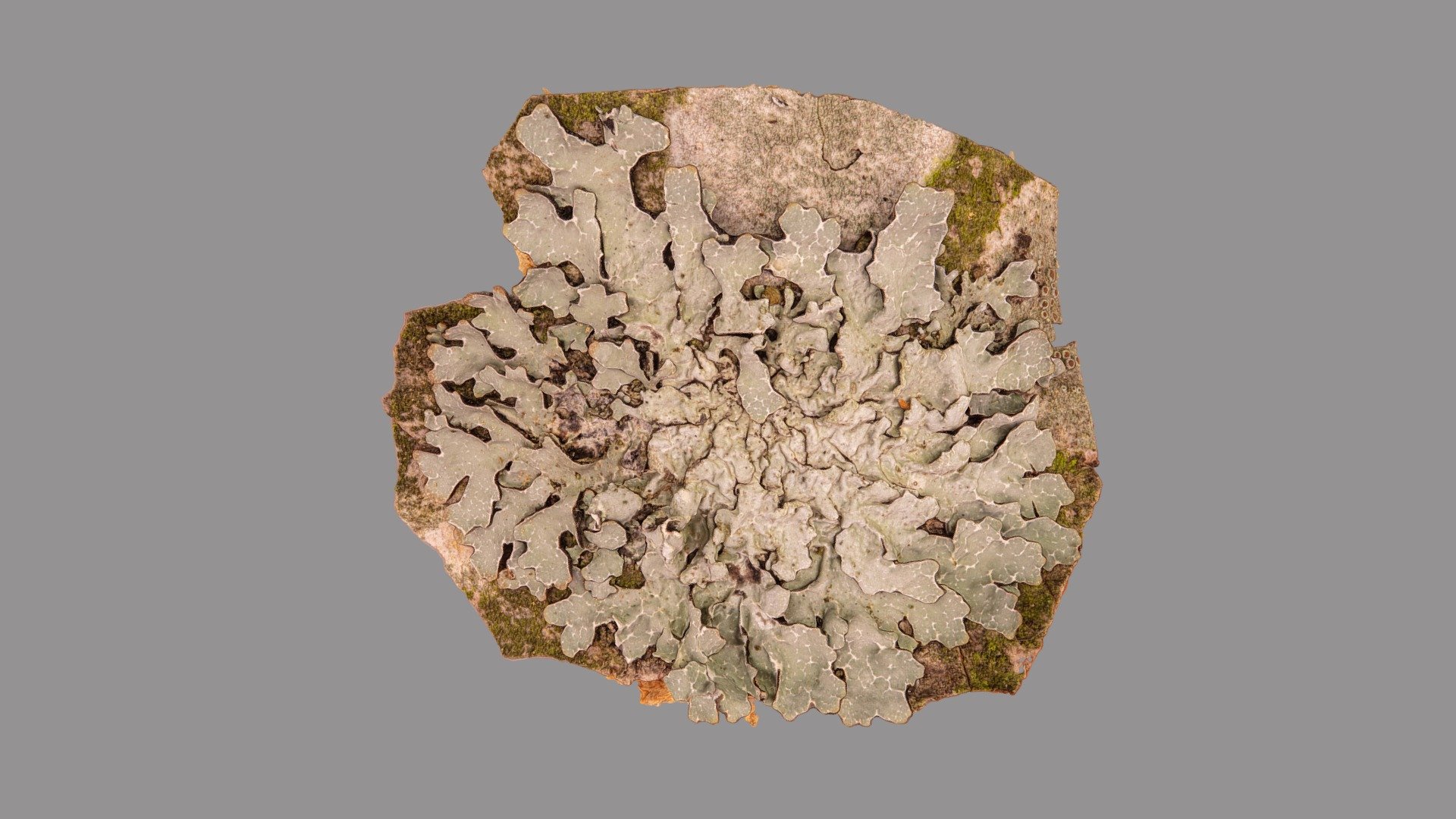 Parmelia sulcata - 3D model by VirNat [e50e7f4] - Sketchfab