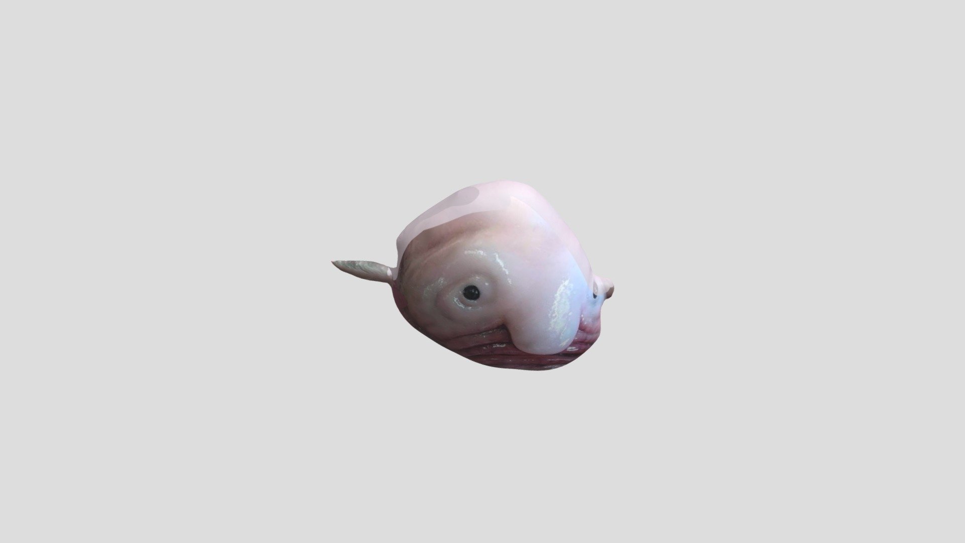 blobfish - 3D model by angelicaS (@angelica18) [e50ead6] - Sketchfab