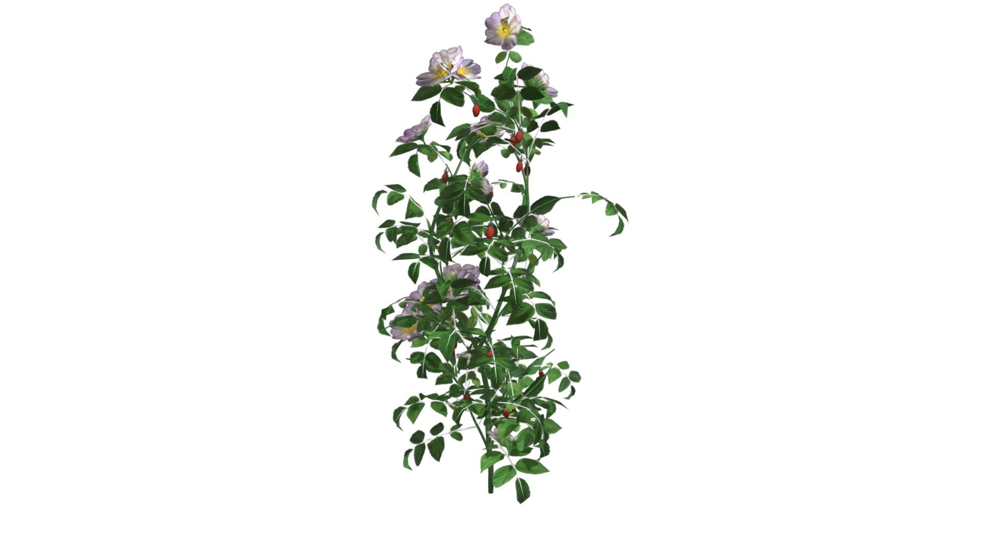Dog Rose Flower #01 - Buy Royalty Free 3D model by meshshape [e50eec6 ...