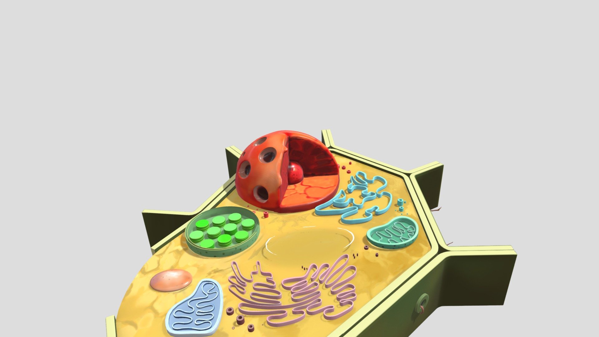 Plant Cell - 3D model by aidasary75 [e5169d6] - Sketchfab
