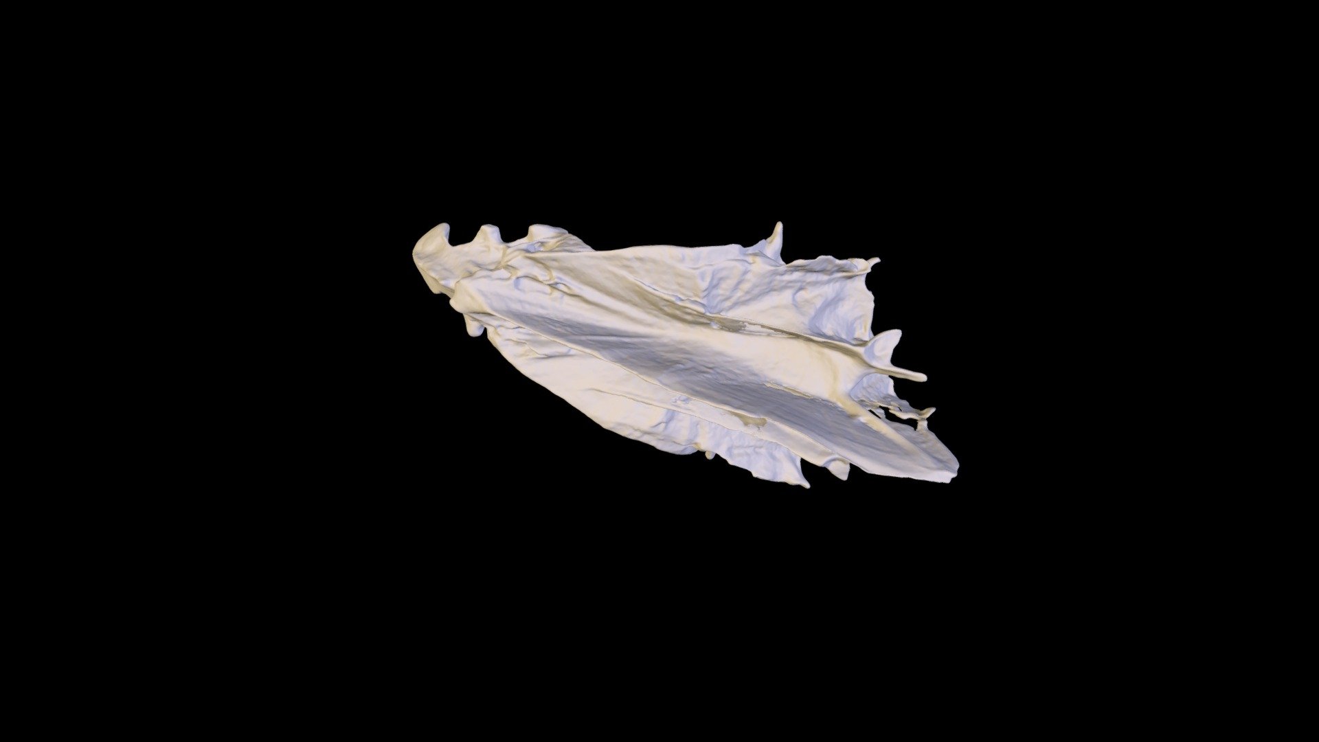 Yellowtail Snapper Skull_ Ploner Rafferty_50 - 3D model by ...
