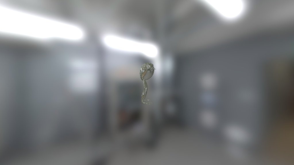RANA Retopo - 3D model by andresdan [e51b811] - Sketchfab