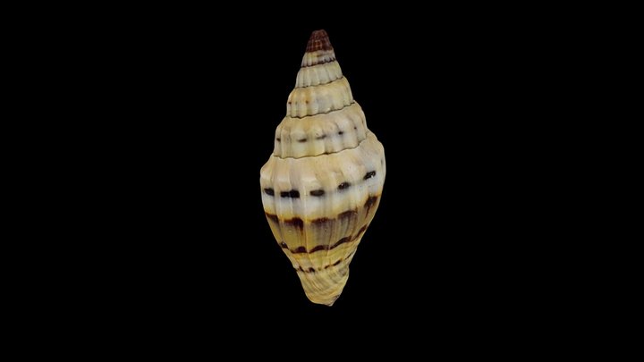 Seashell 3D models - Sketchfab