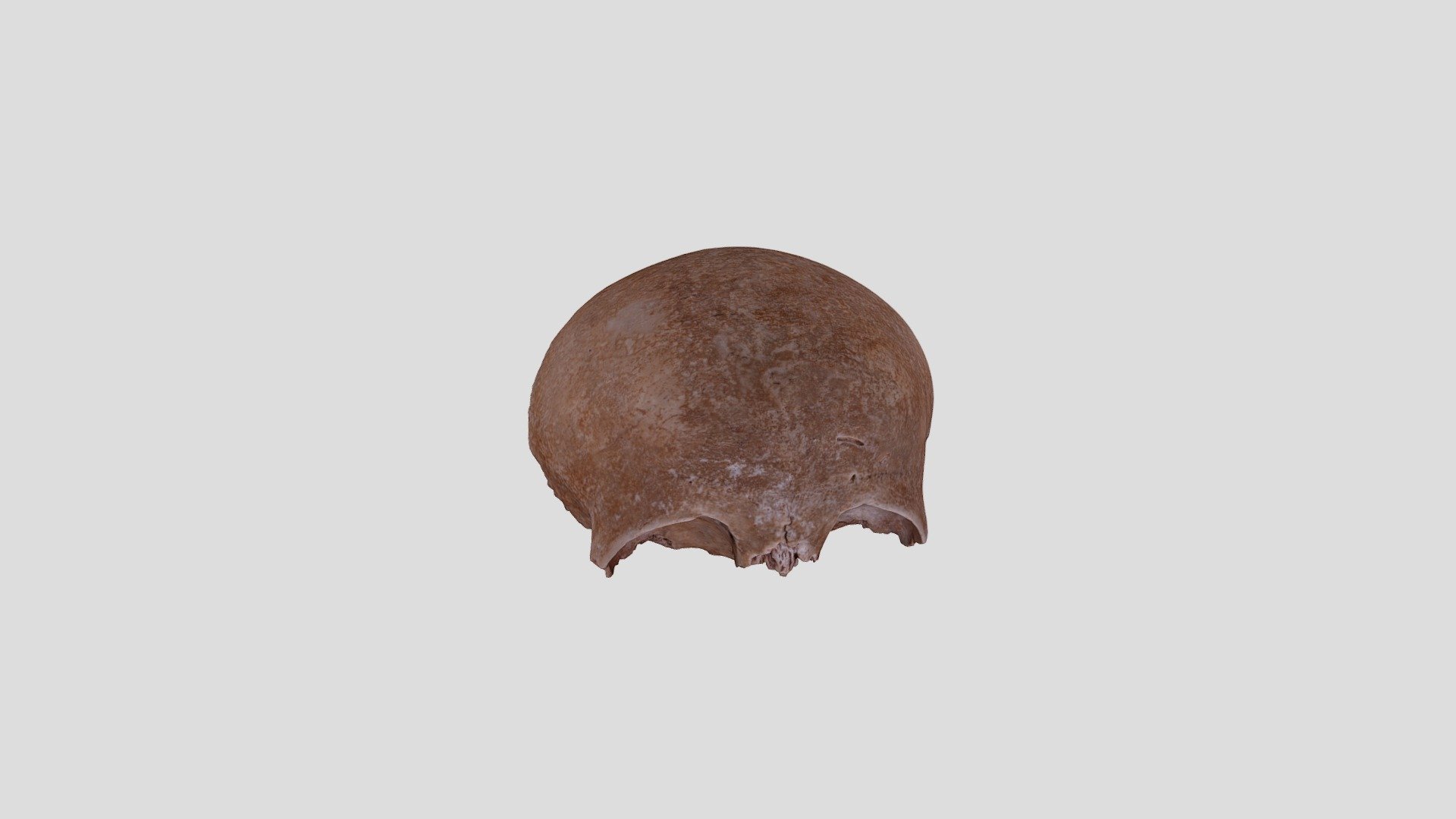 Frontal bone - 3D model by kucharm [e527d6e] - Sketchfab