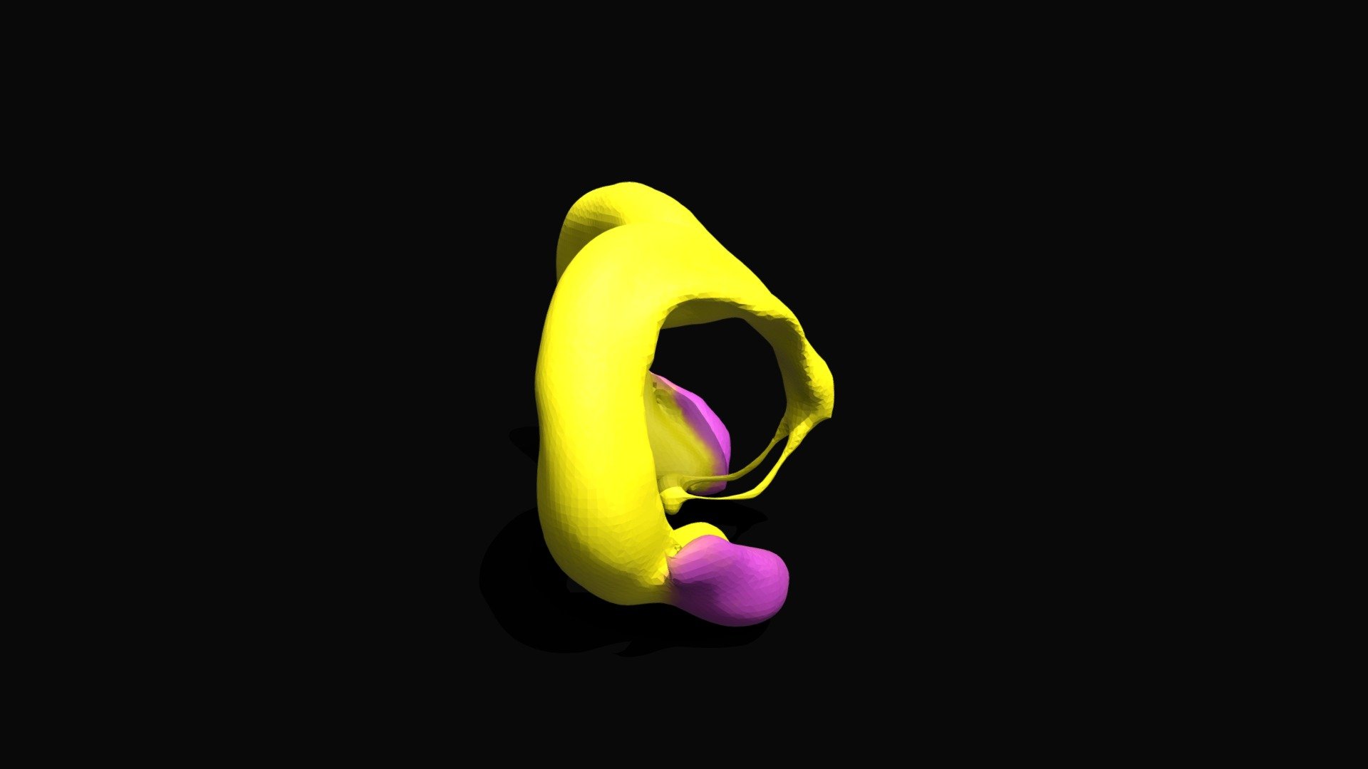 Hippocampus & Amygdala (Canis lupus domesticus) - 3D model by The ...