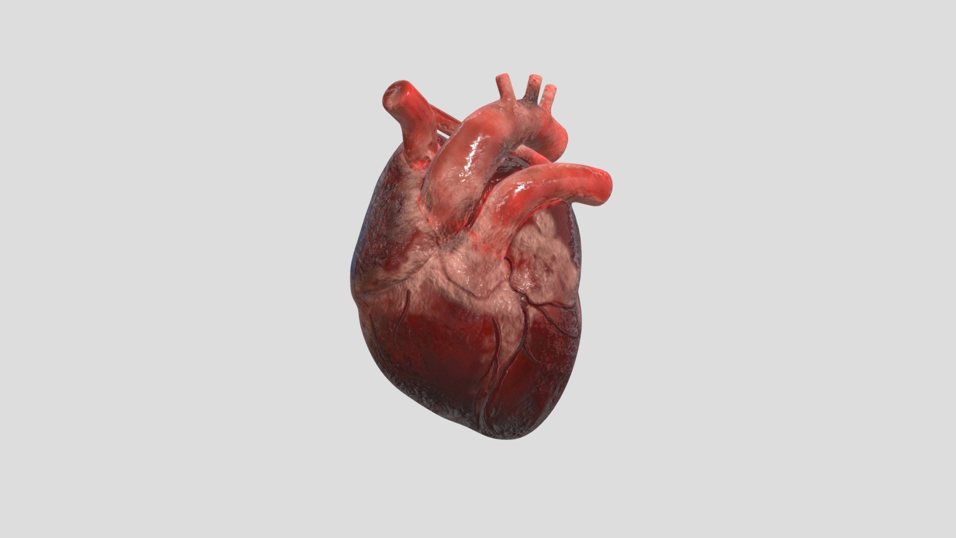 Realistic_human_heart - 3D model by medaid1 [e52e81a] - Sketchfab