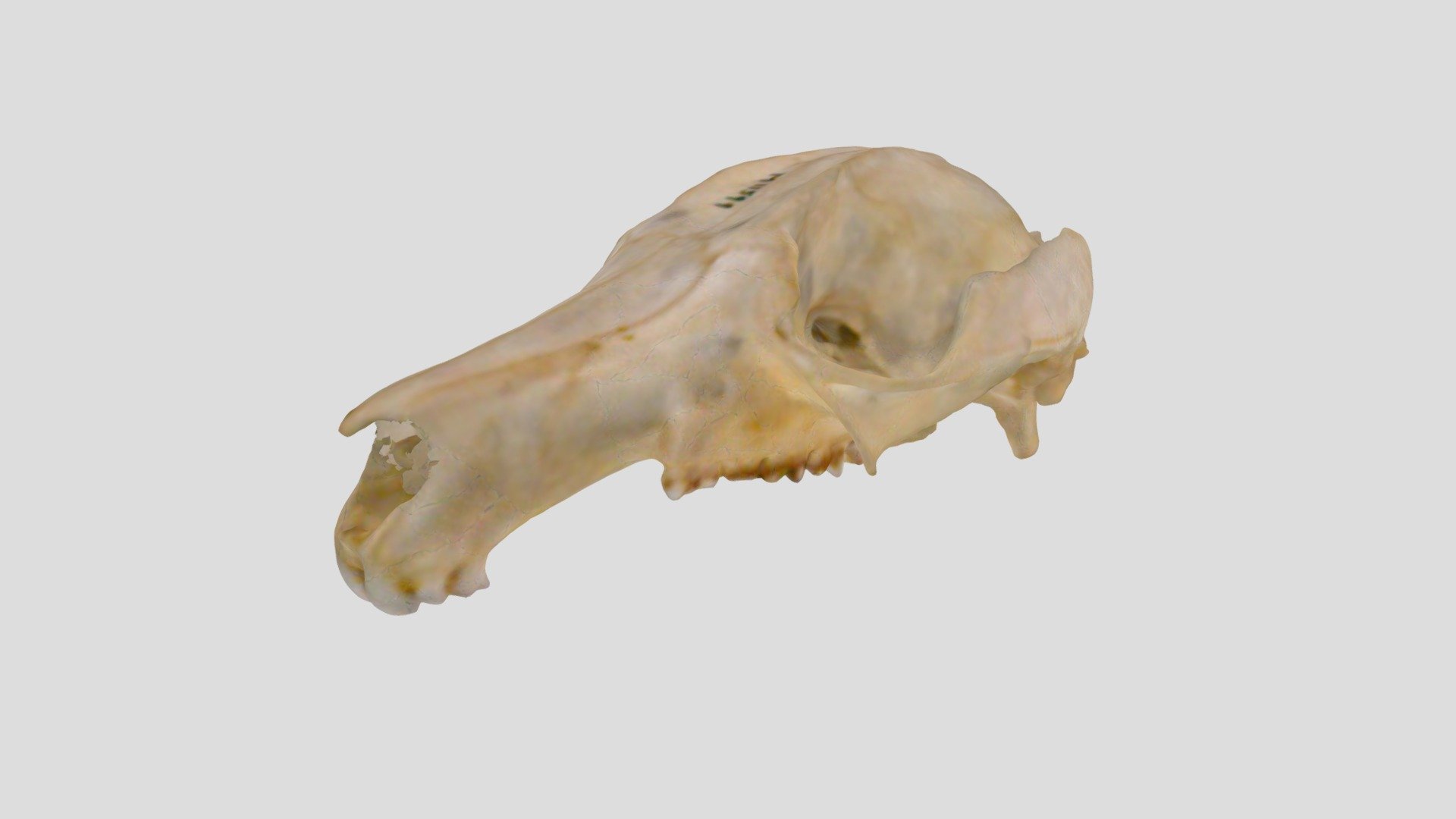WAM M11599 - Short-eared Rock-wallaby (Skull) - 3D model by Western ...
