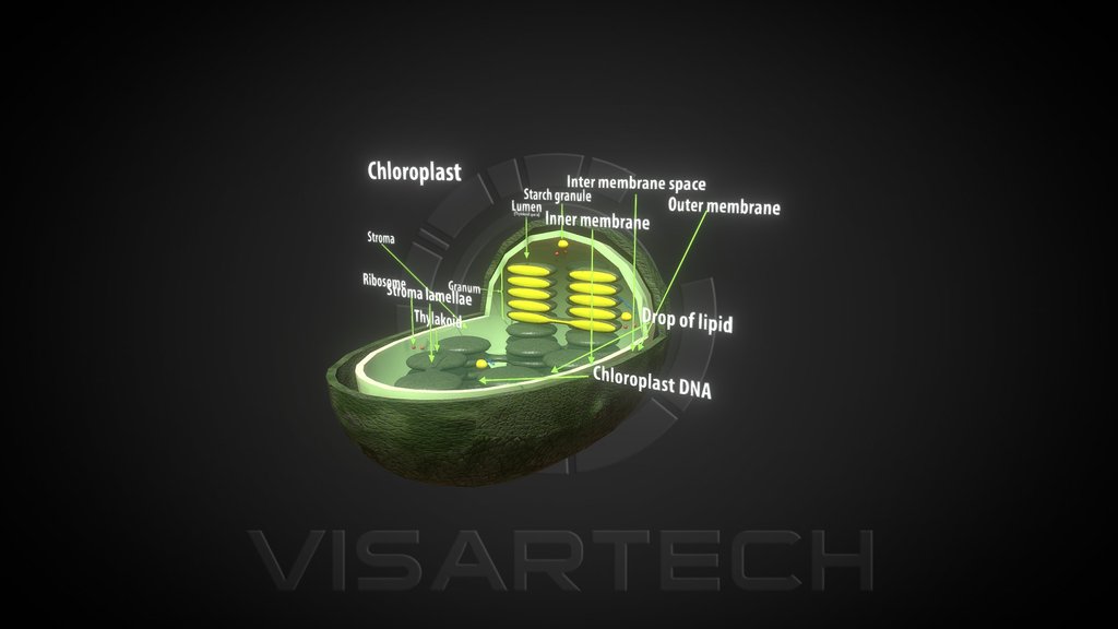 chloroplast - A 3D model collection by emma scott (@emma.bangen ...