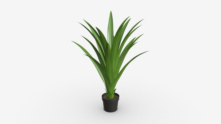 Yucca 3D models - Sketchfab