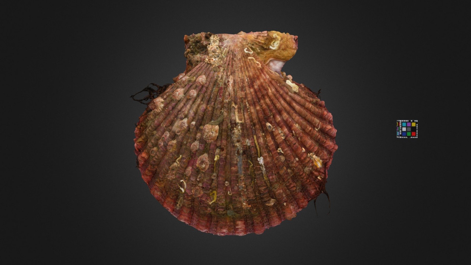 ヒオウギガイ Noble Scallop, Mimachlamys nobilis - Download Free 3D model by ...