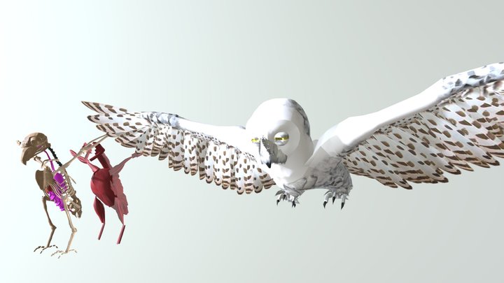 Snowyowl 3D models - Sketchfab
