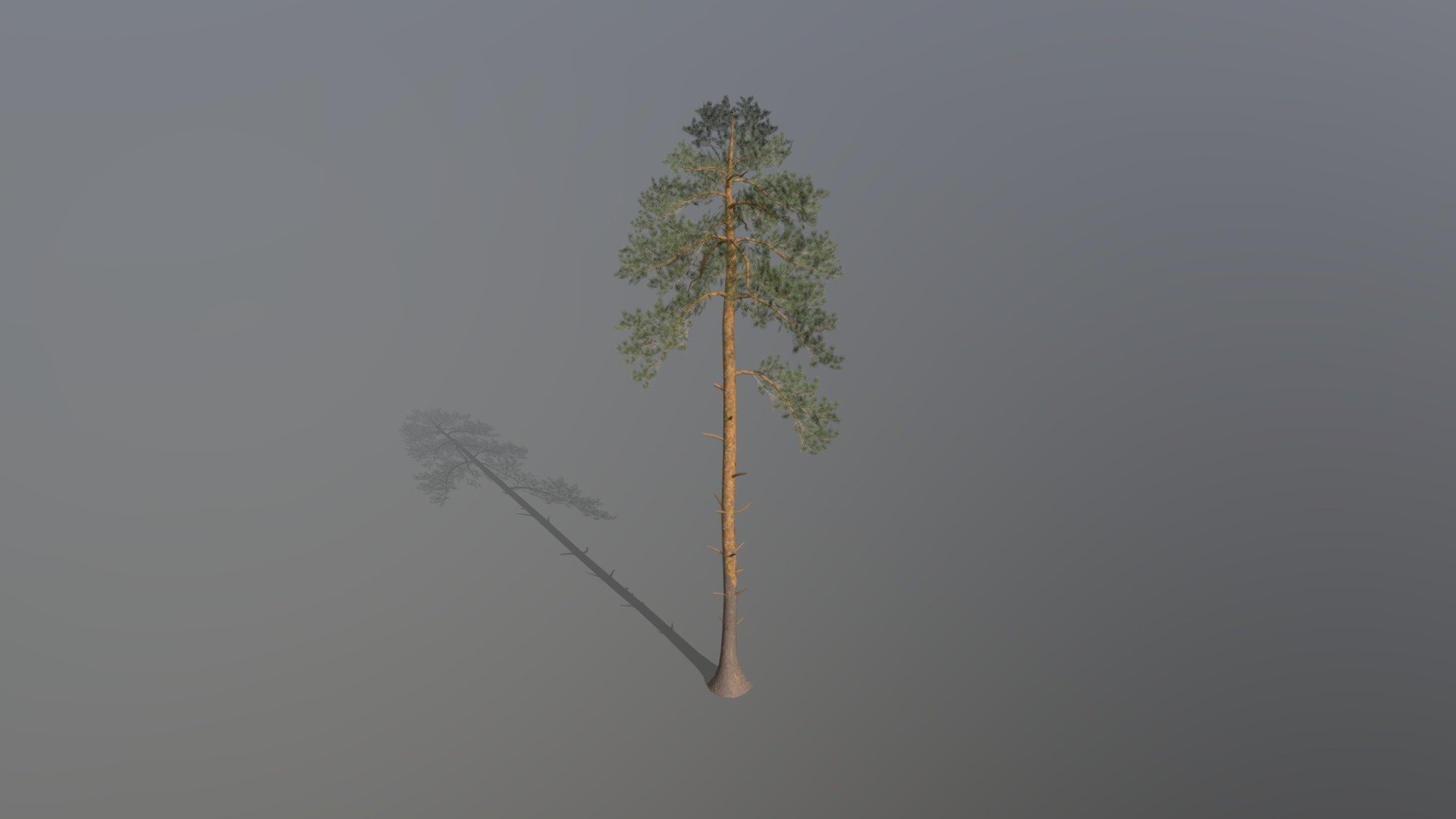 Pine Tree - 3D model by High Quality Work (@Varleyhal) [e5479b9 ...