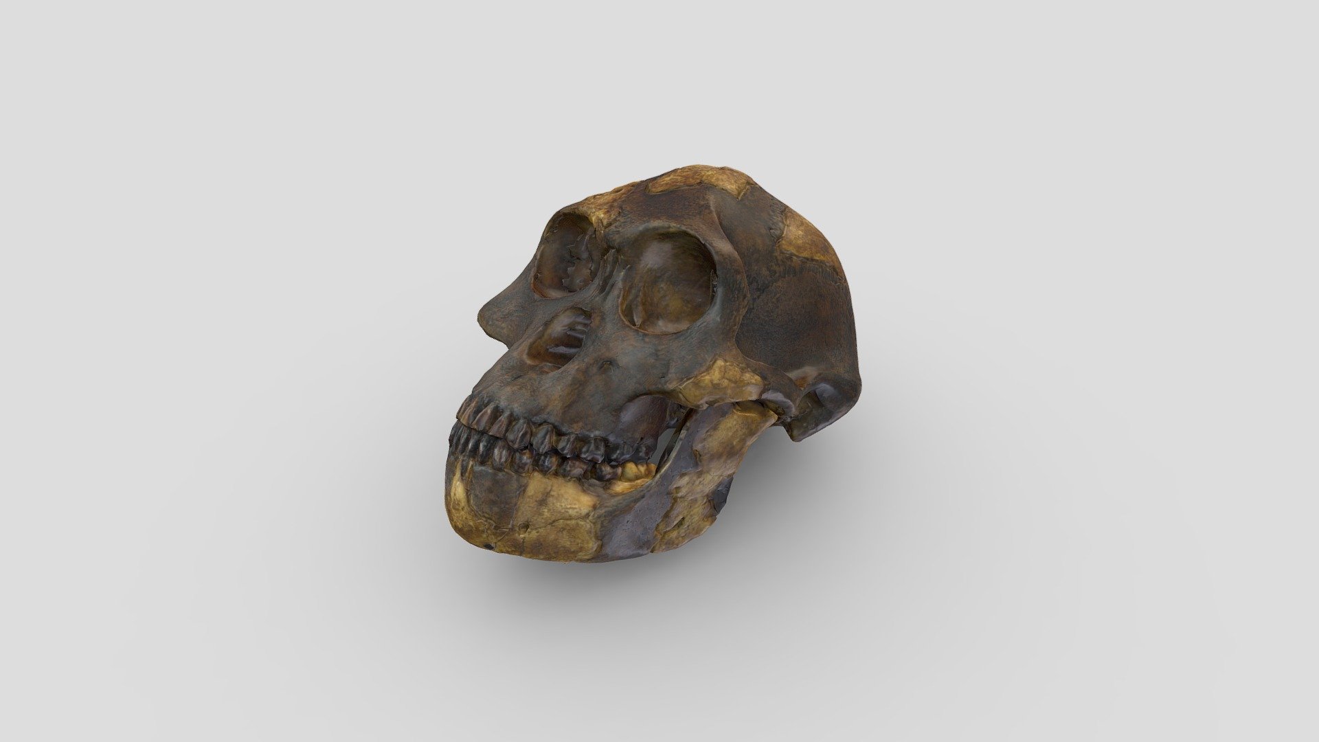 Australopithecus afarensis [„Lucy”] - 3D model by Herman Ottó Múzeum ...