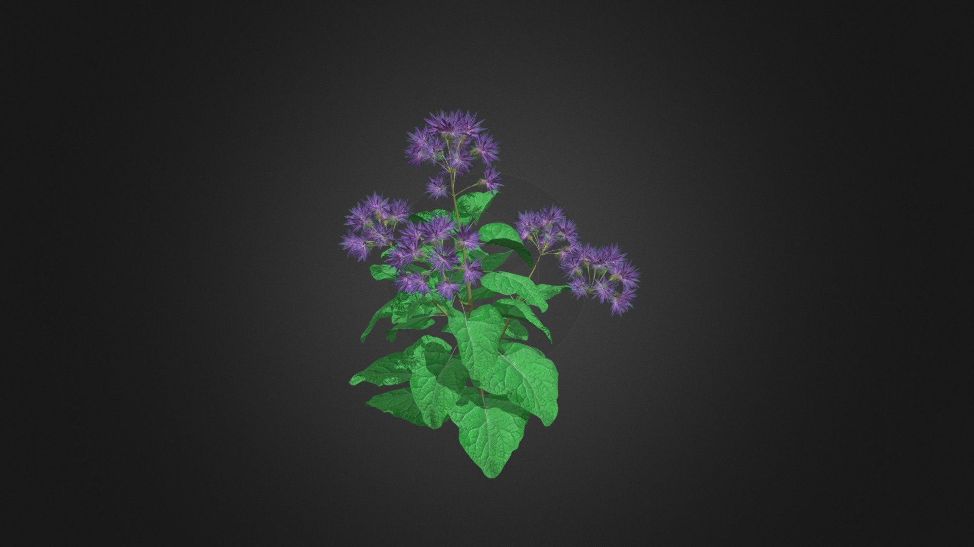 Thistle 3D Model - Buy Royalty Free 3D model by cgaxis [e54cc96 ...