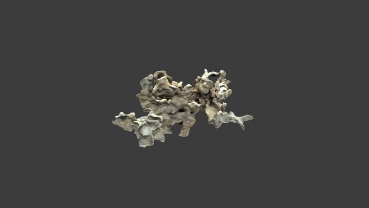 Sea-sponge 3D models - Sketchfab