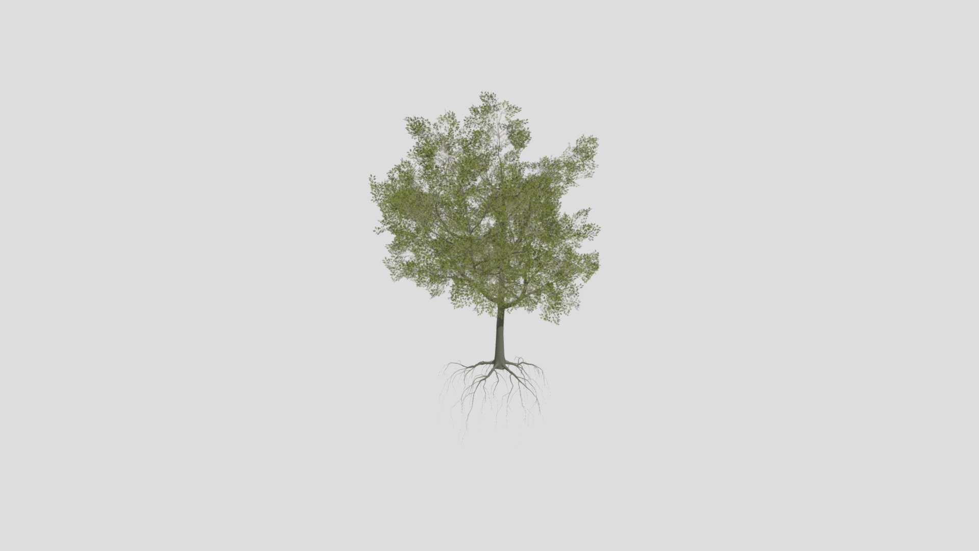 Oak Tree - Download Free 3D model by EnesUygun [e55f258] - Sketchfab