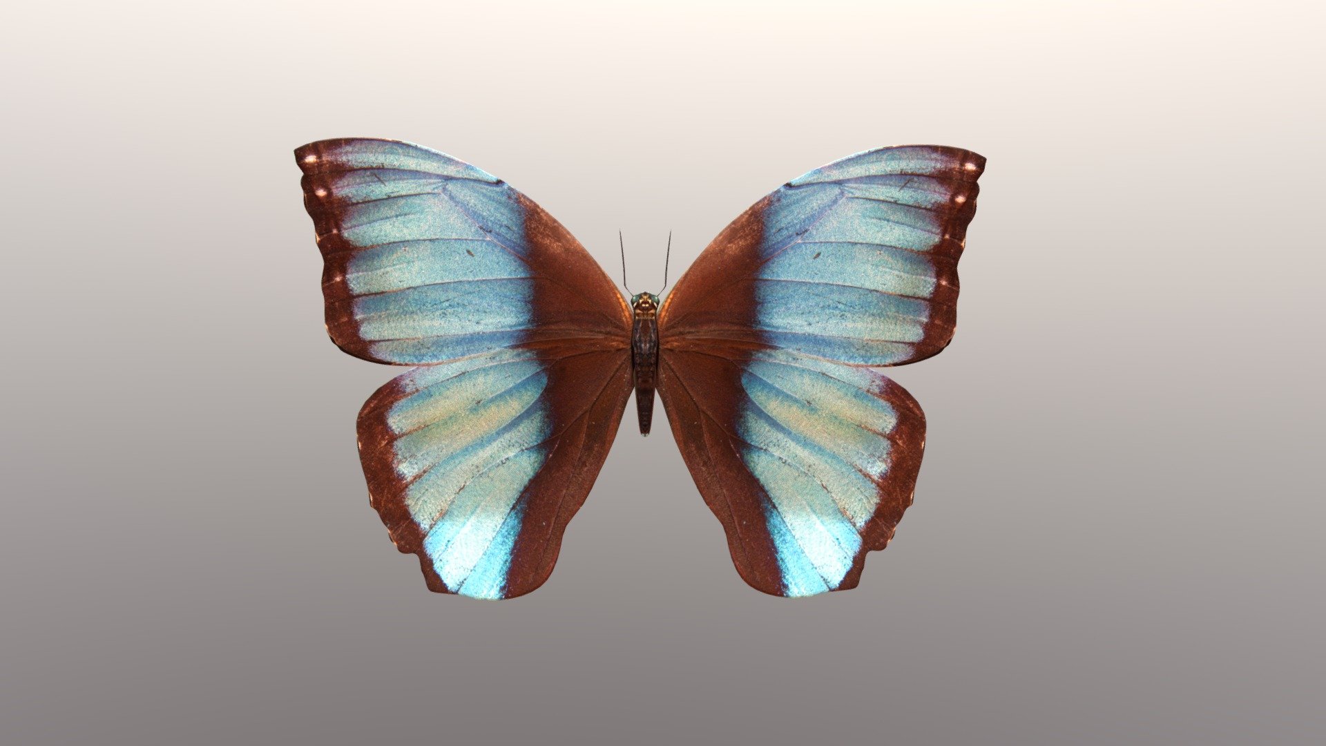 Moth - Download Free 3D model by hack3dstudio [e5622dd] - Sketchfab