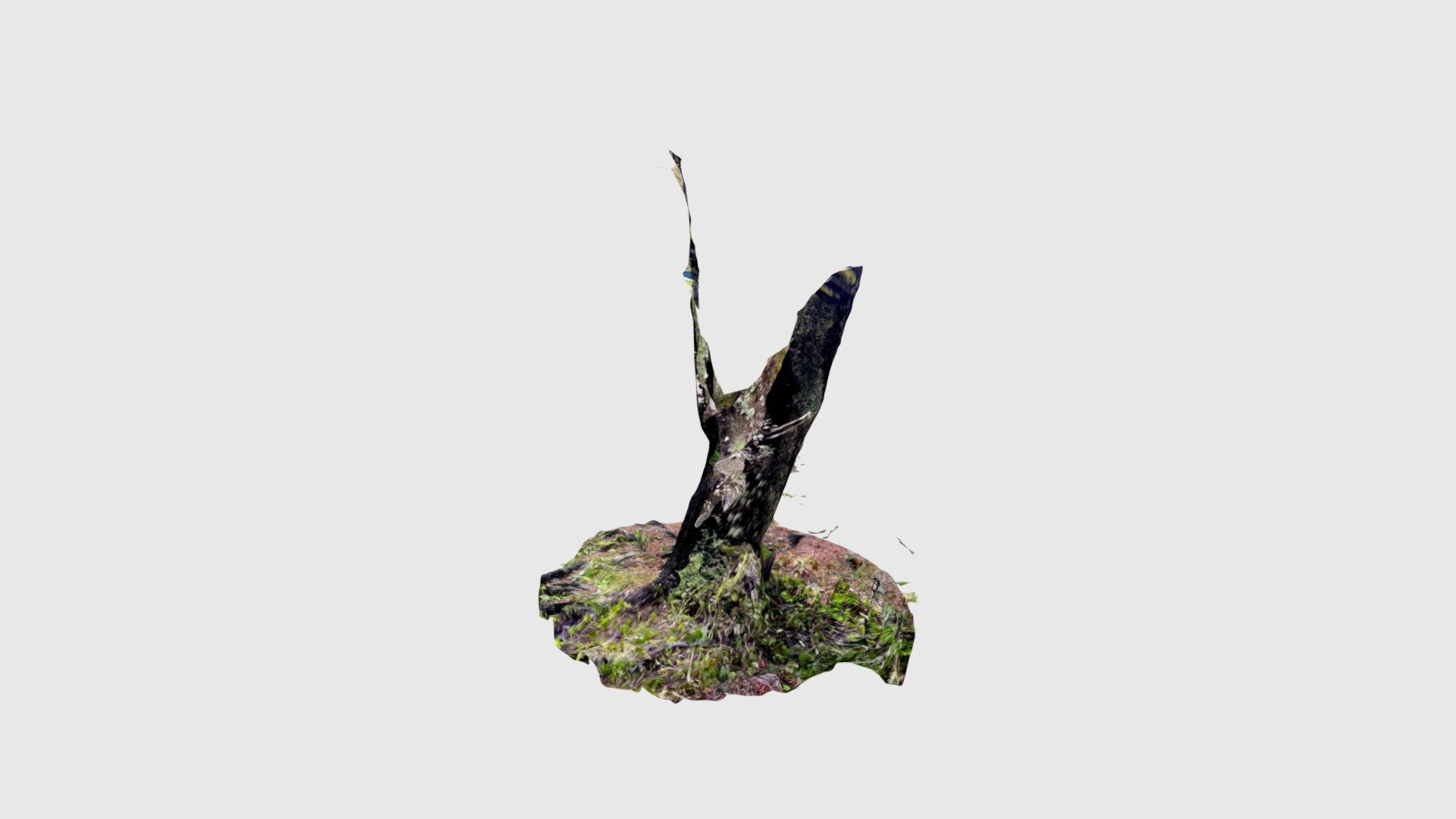 Abel Tasman Tree [Scaniverse] - Download Free 3D model by Lukke (@luke ...
